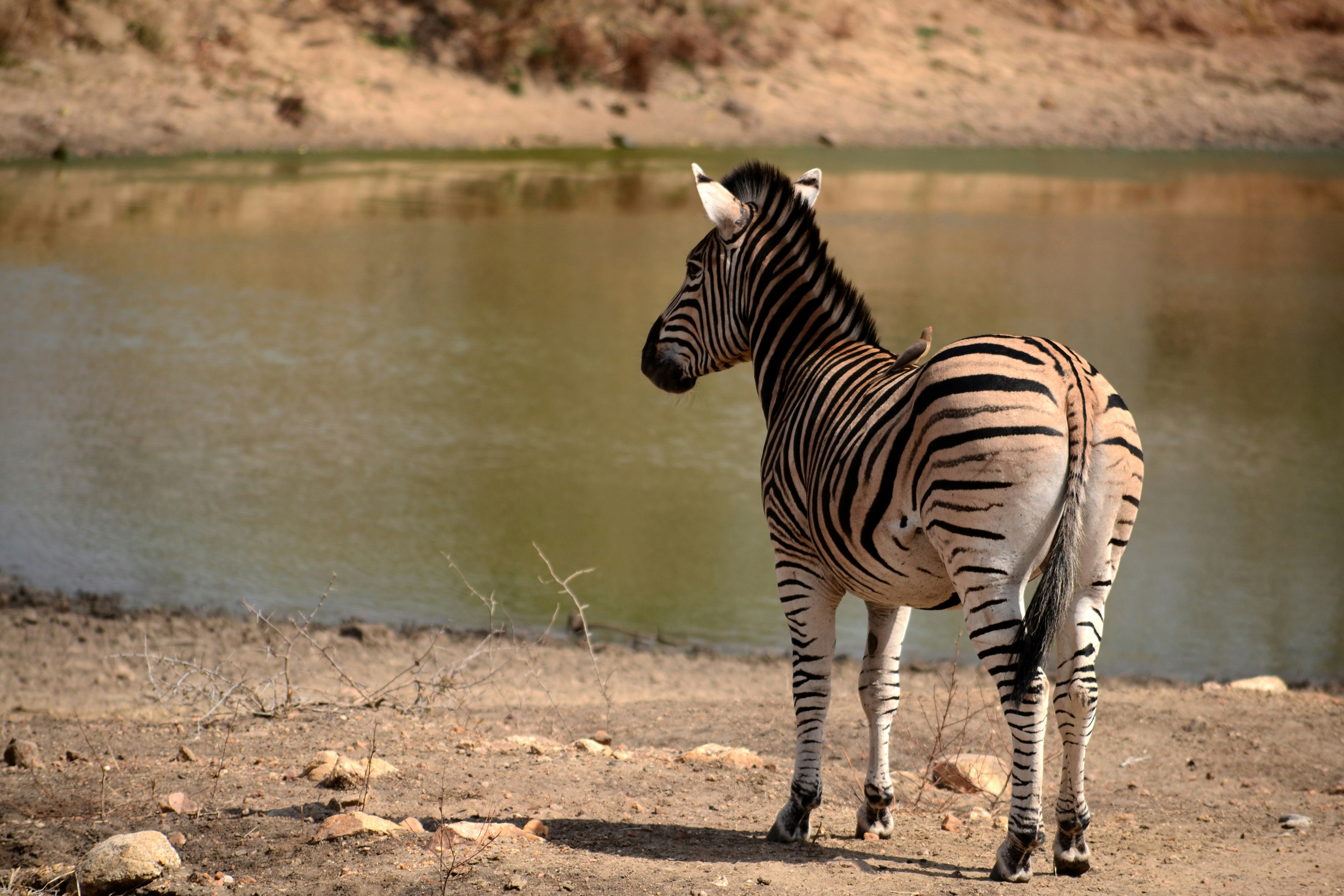 Zebra standing by a tranquil waterhole, gazing into the distance. The scene captures the essence of wildlife serenity.