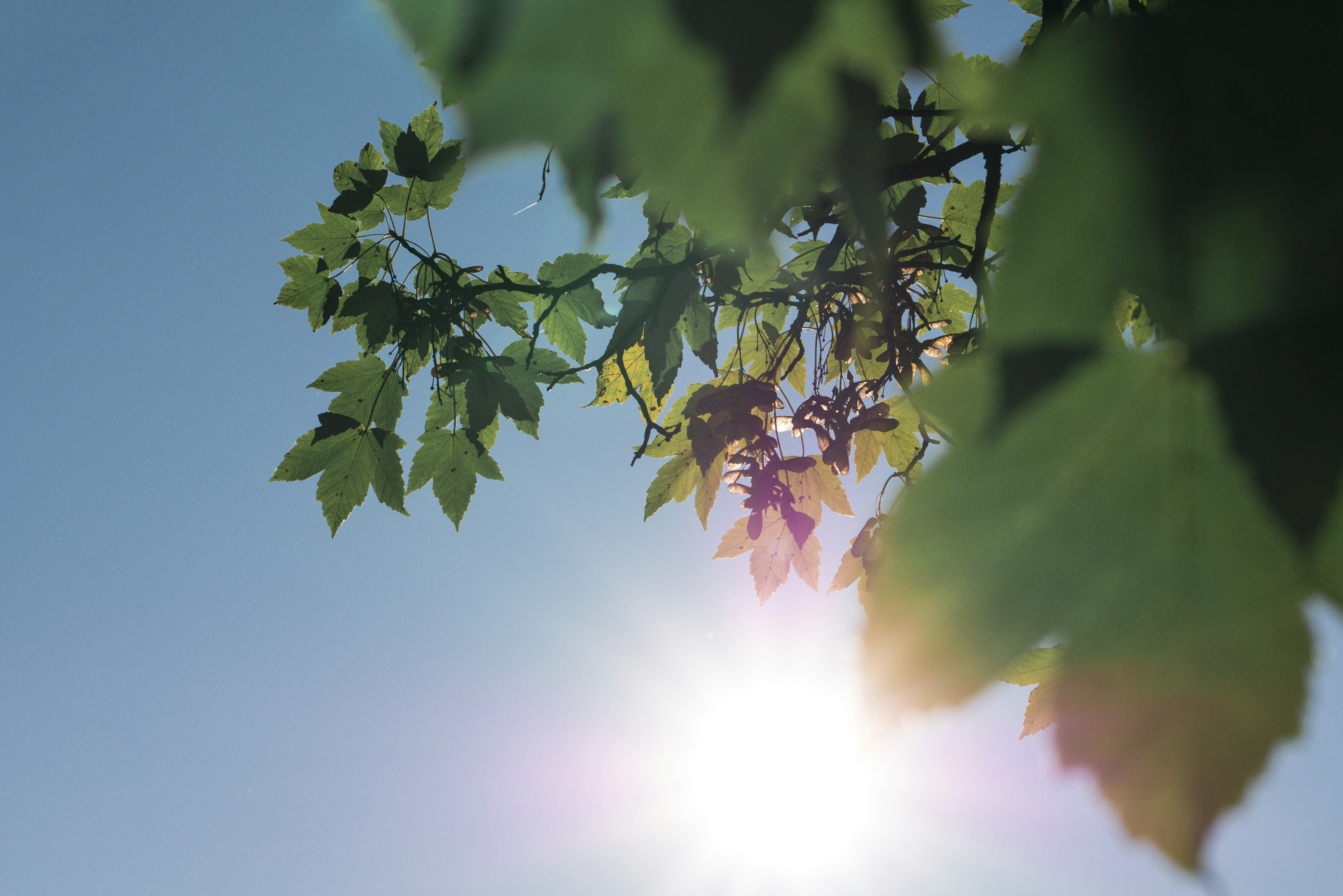 Sunlight streaming through green leaves against a vibrant blue sky.