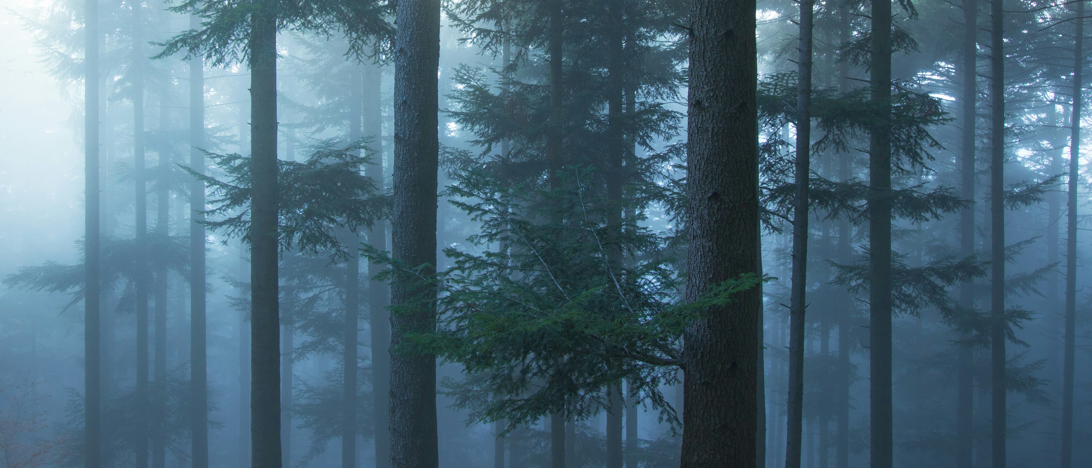 Tall pine trees shrouded in dense morning fog, creating an ethereal forest landscape.