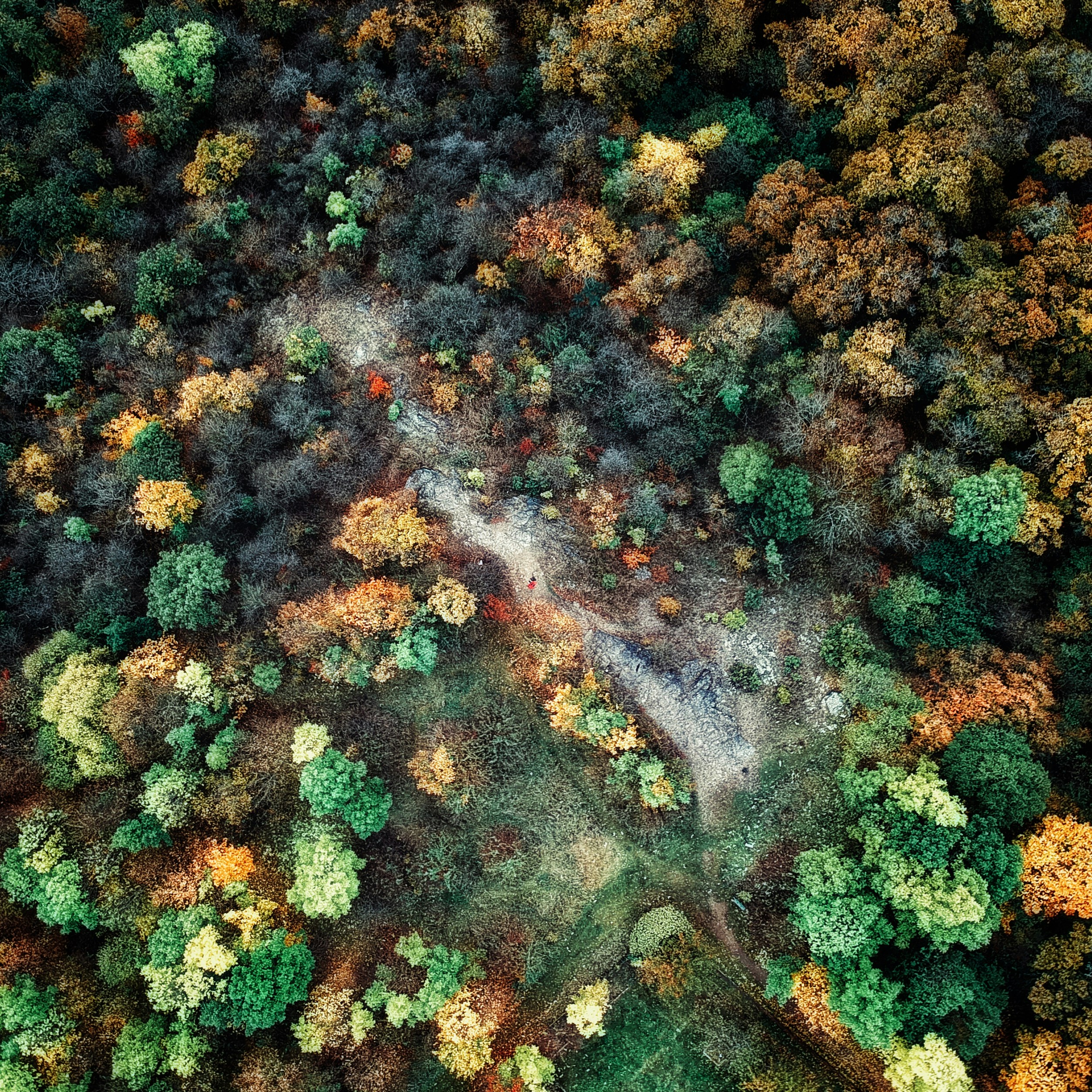 Autumn Vein: An Aerial Portrait of a Winding Forest Trail