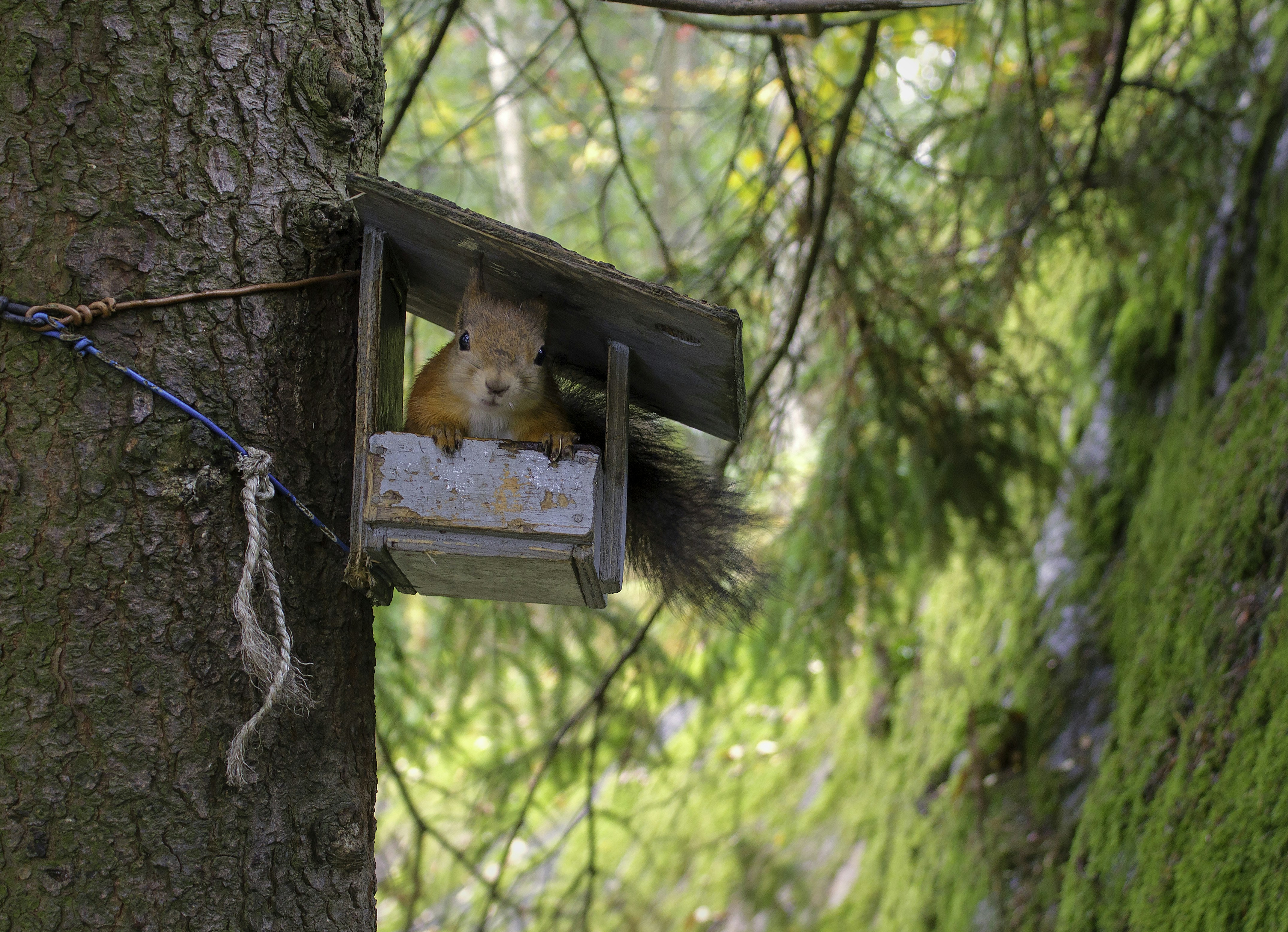 A squirrel peeks out from a wooden feeder attached to a tree, surrounded by lush greenery and moss. The scene captures the charm of wildlife in a natural habitat.