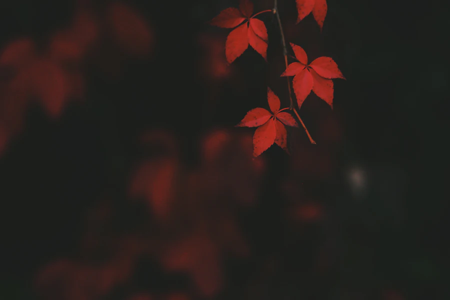 Close-up of red maple leaves glowing softly against a dark background, with shallow depth emphasizing the bright foliage as the focal point.