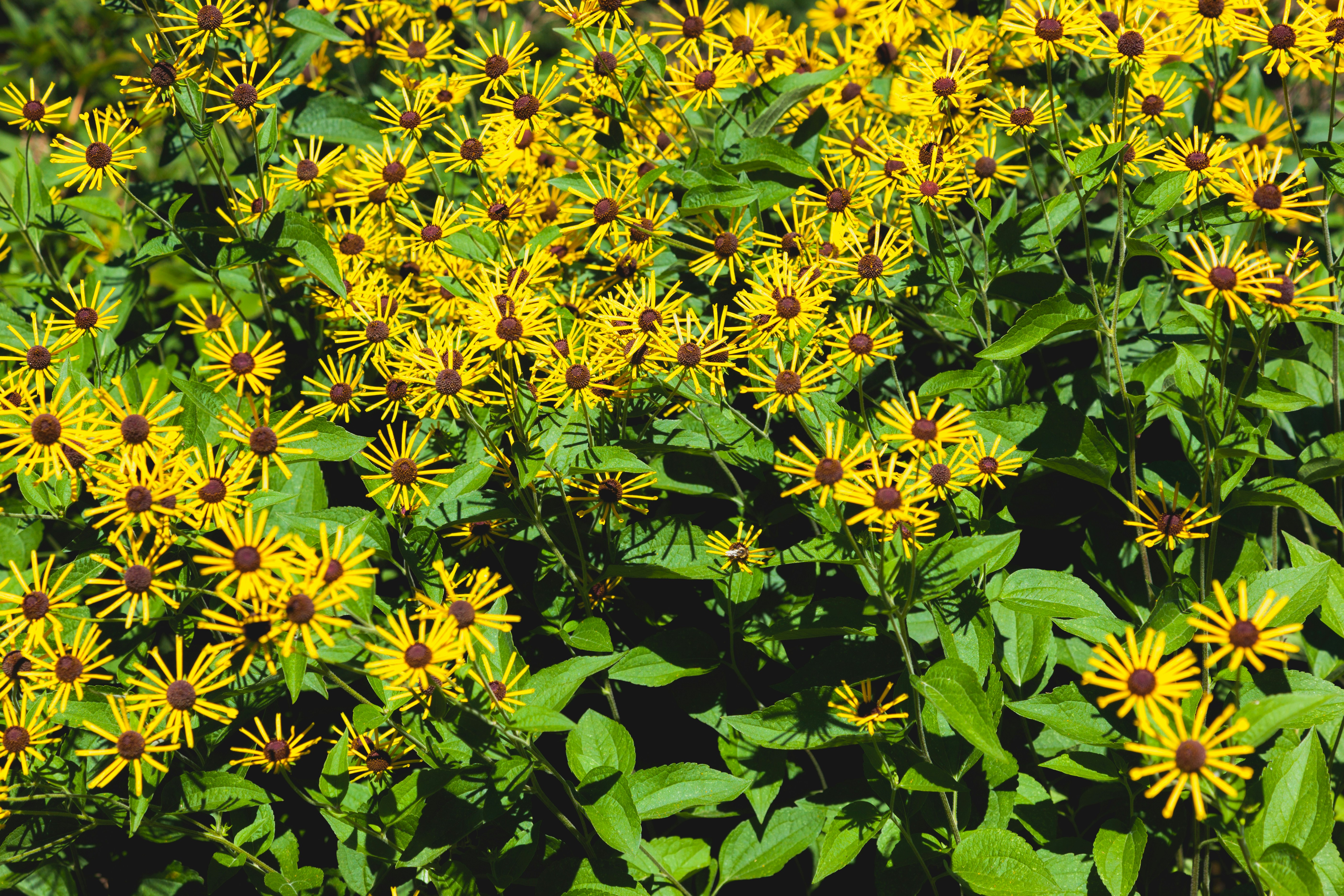 PLANT PHOTOGRAPHY | 43 best free plant, flower, flora and blossom ...