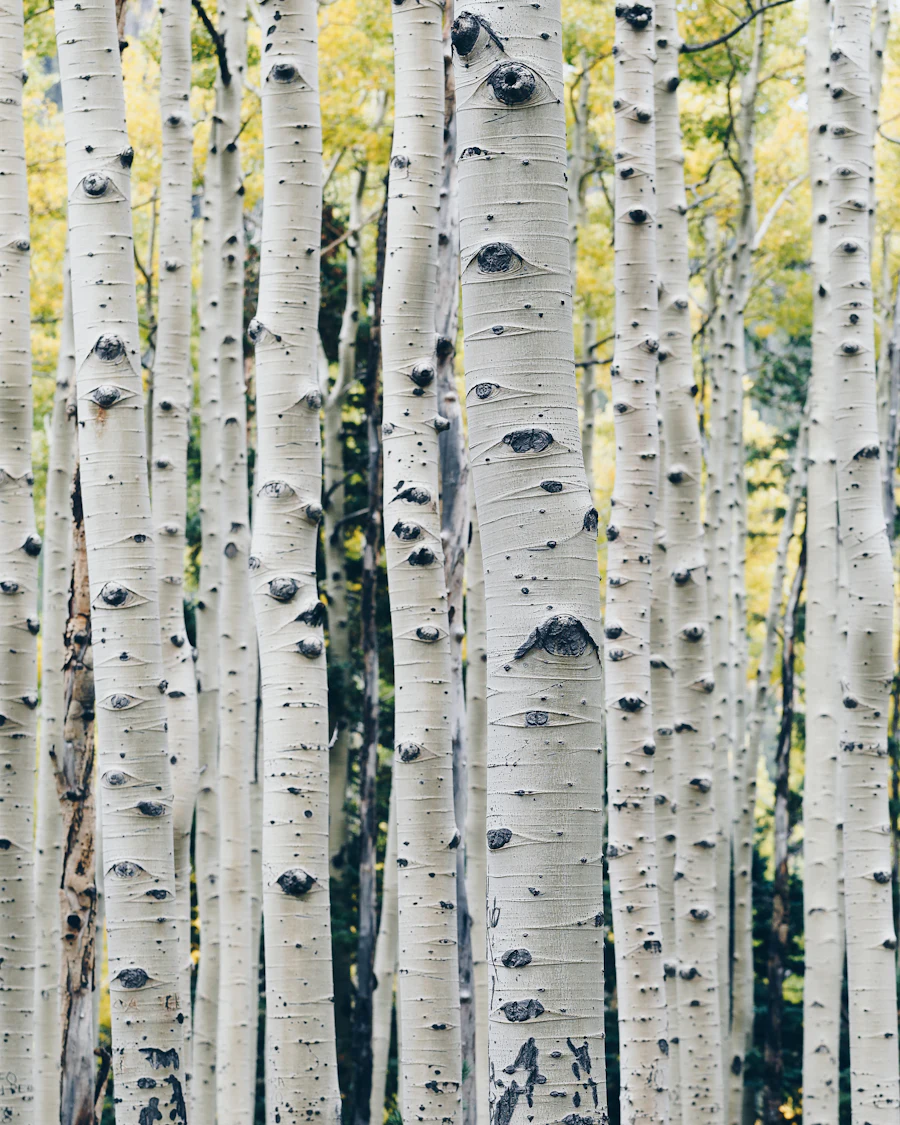 Tall white aspen trunks fill the frame in a dense forest, with soft yellow-green foliage glowing in the background. Dark knots and markings create a textured pattern across the trees.