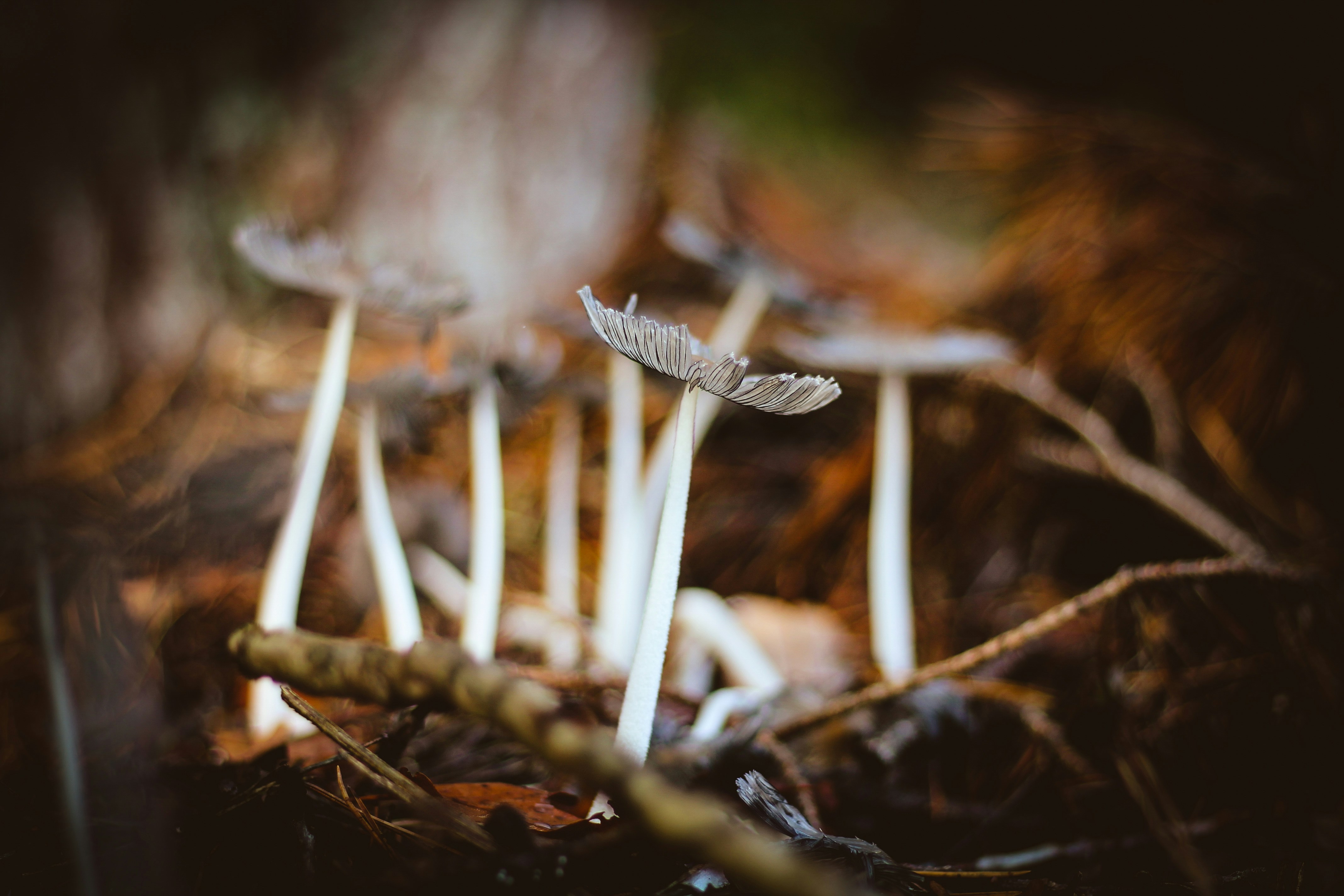 Delicate white mushrooms emerge from the forest floor, surrounded by earthy tones and fallen leaves.