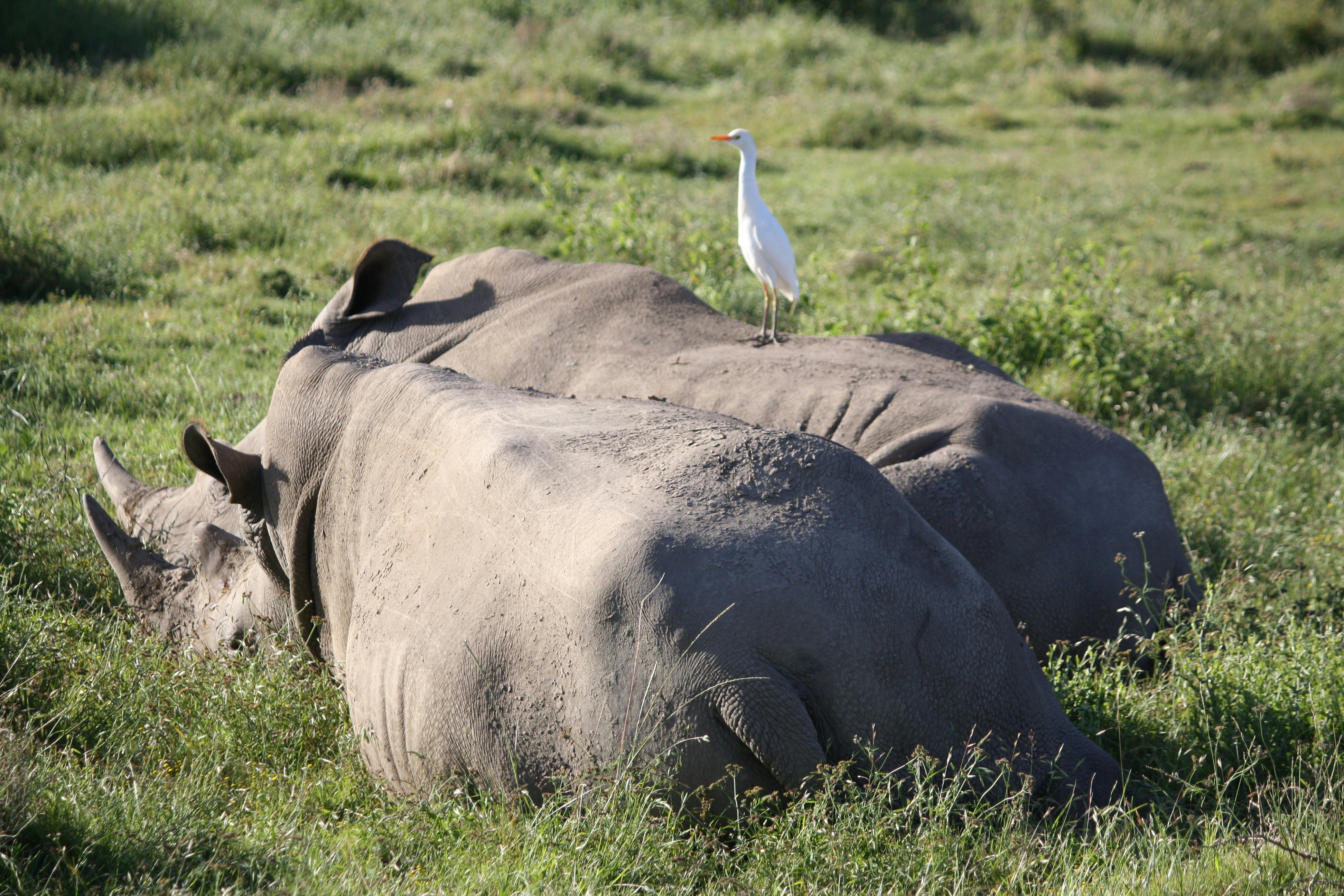 Egret Perches on a Resting Rhino in Sunlit Grassland