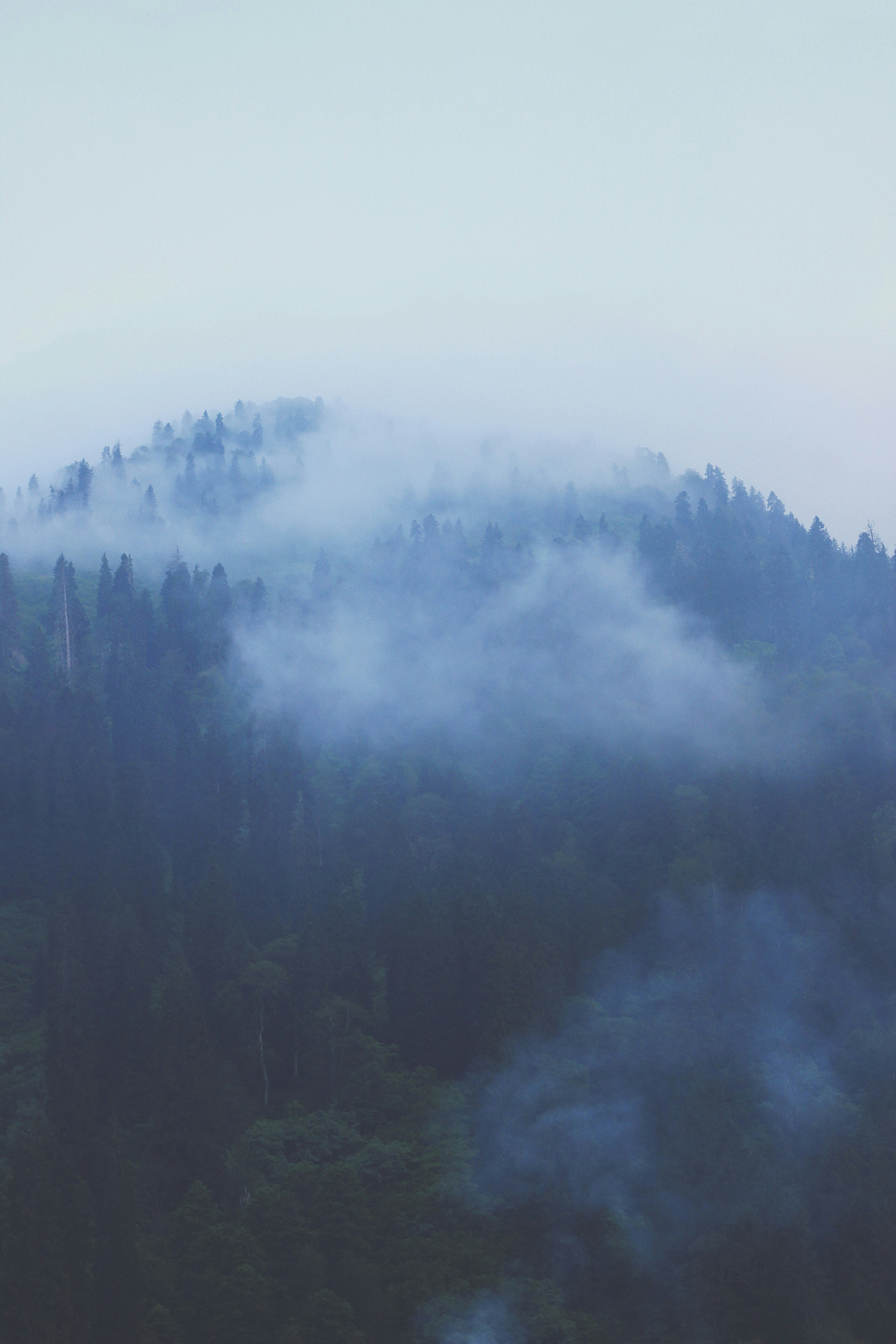 Mist-Wrapped Crest: Dawn Veil over a Silent Forest