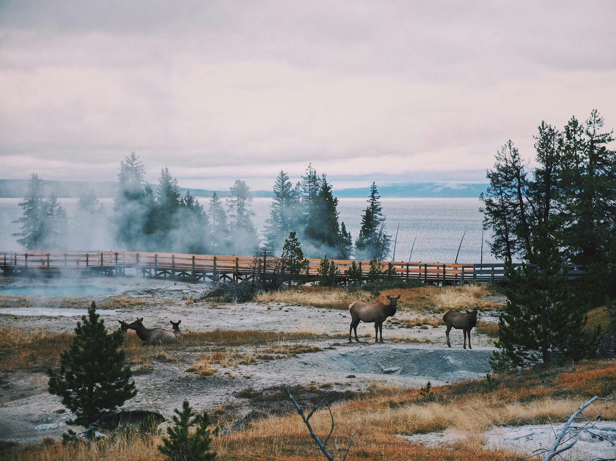 Elks roaming near steaming hot springs with a wooden boardwalk in the background.