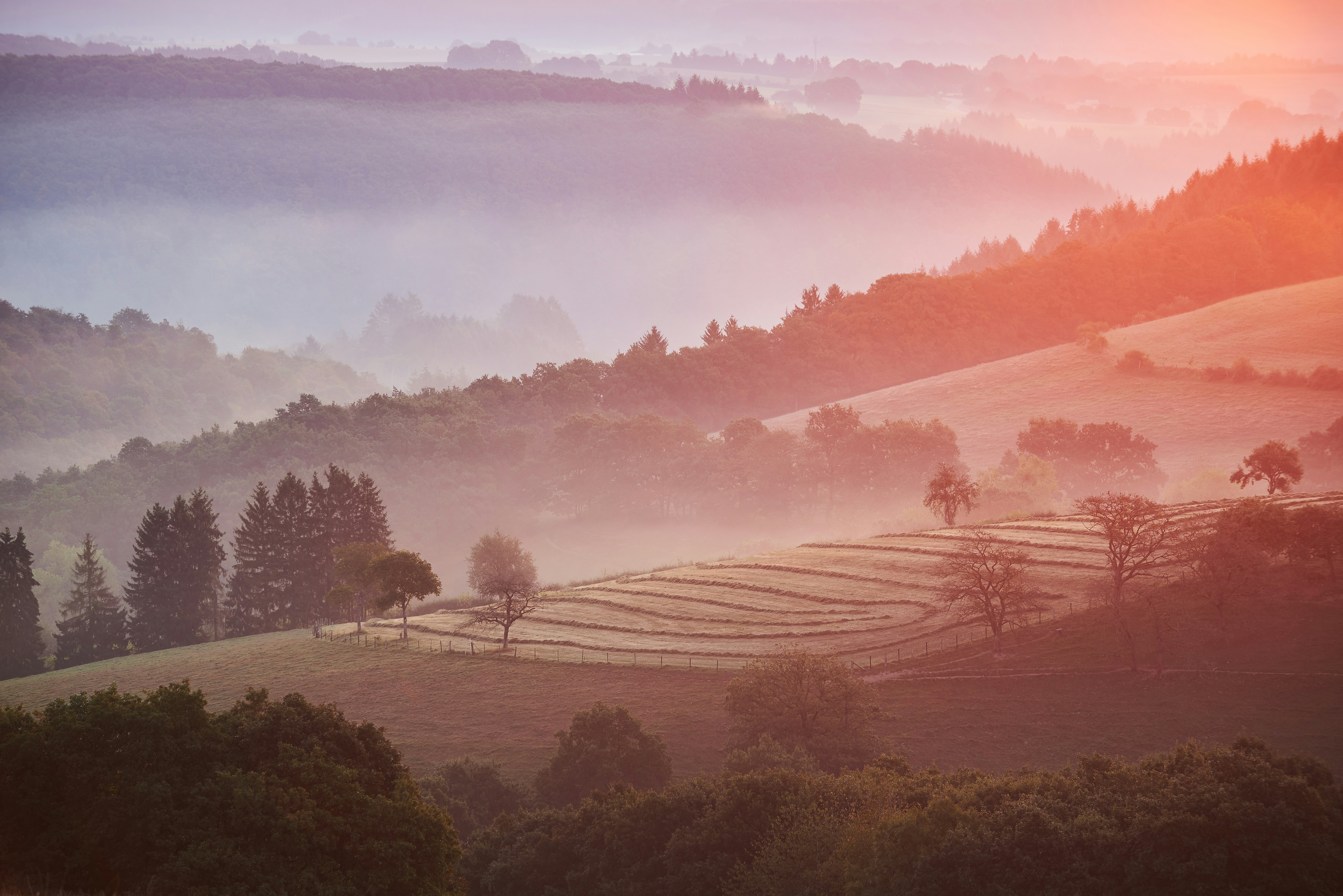 Rolling hills enveloped in morning mist under a soft, pink sunrise.