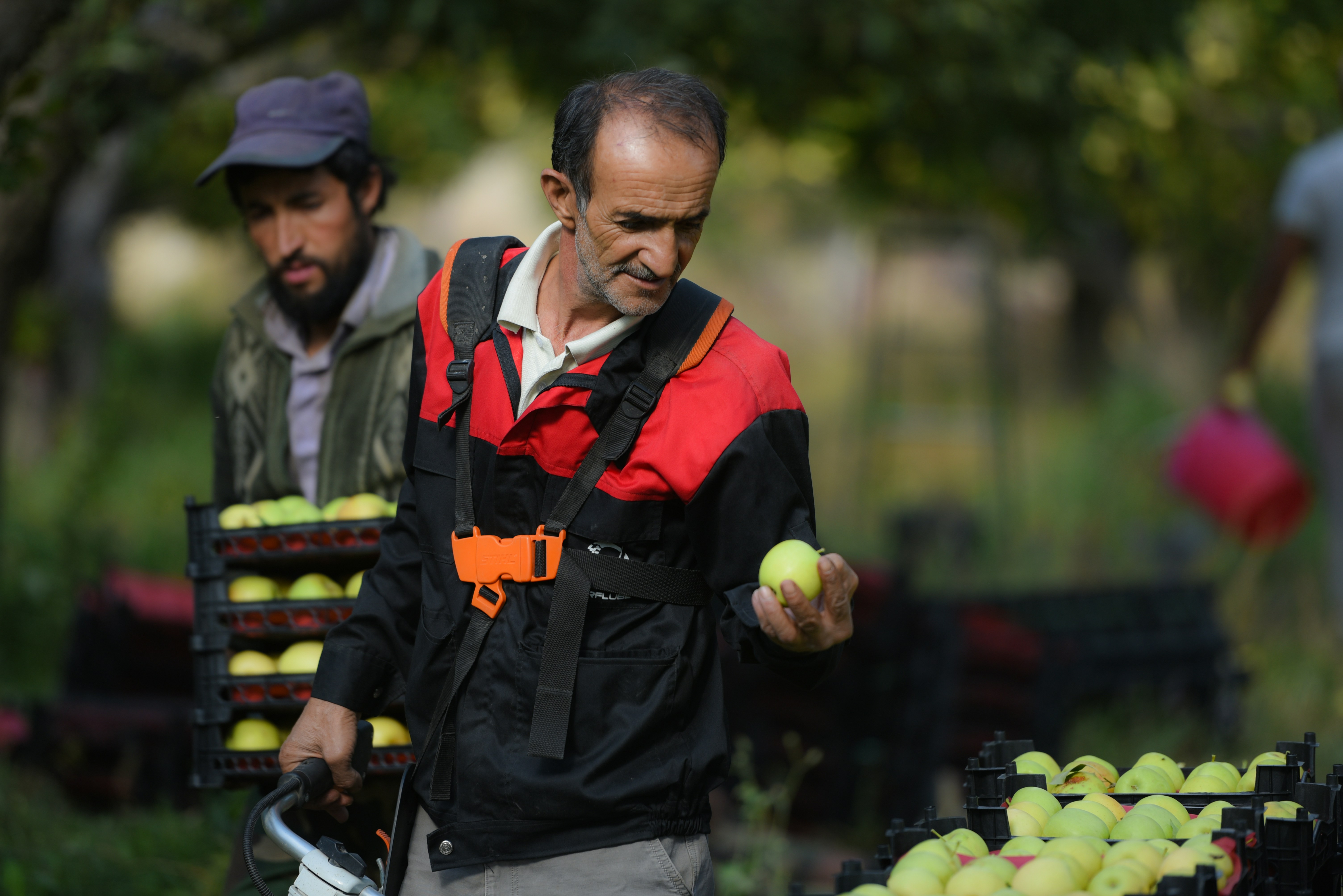 Two men work together in an orchard, one holding a green apple while the other carries crates filled with apples.