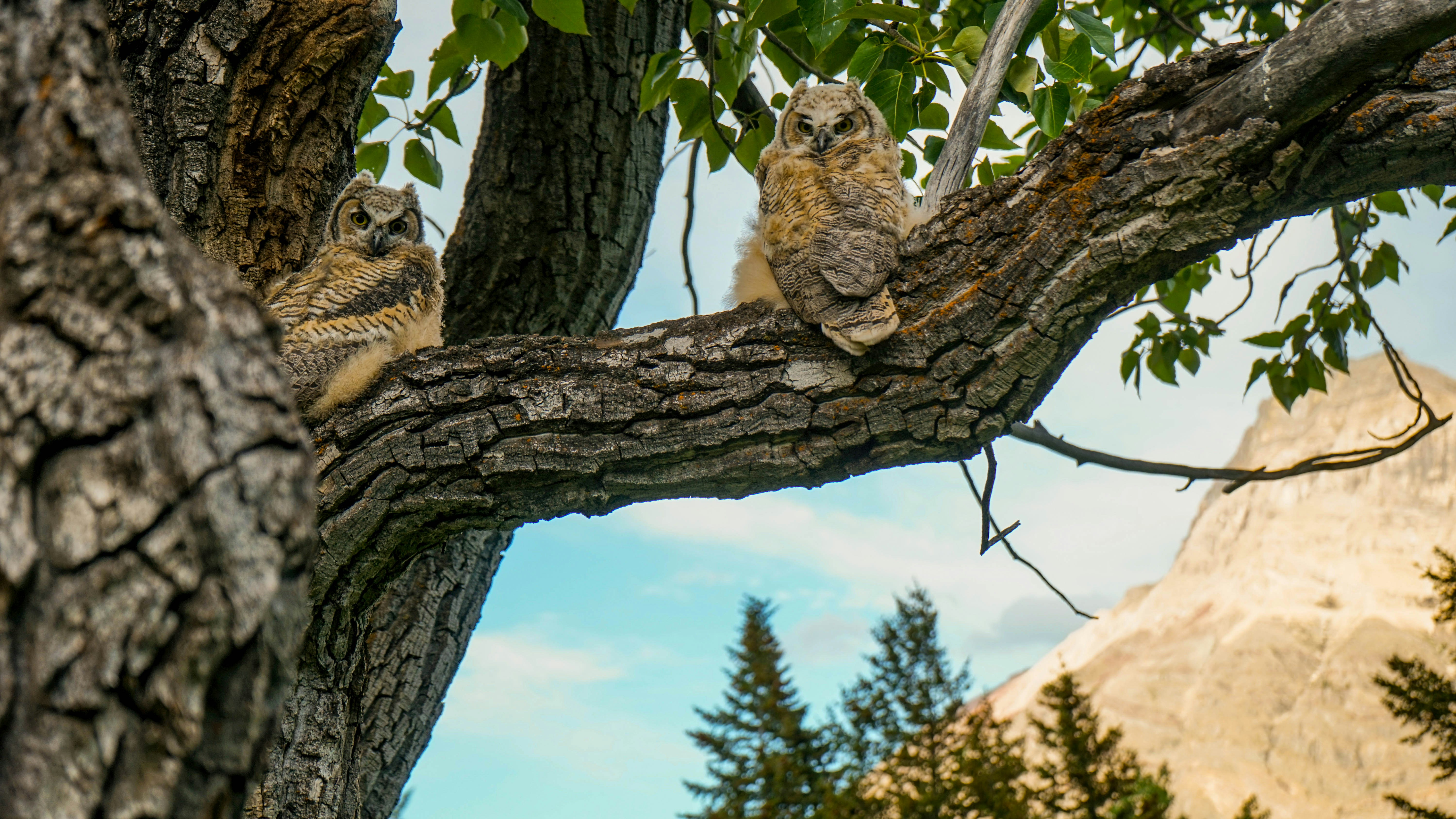 Twin Owls on a Weathered Branch Under an Alpine Sky
