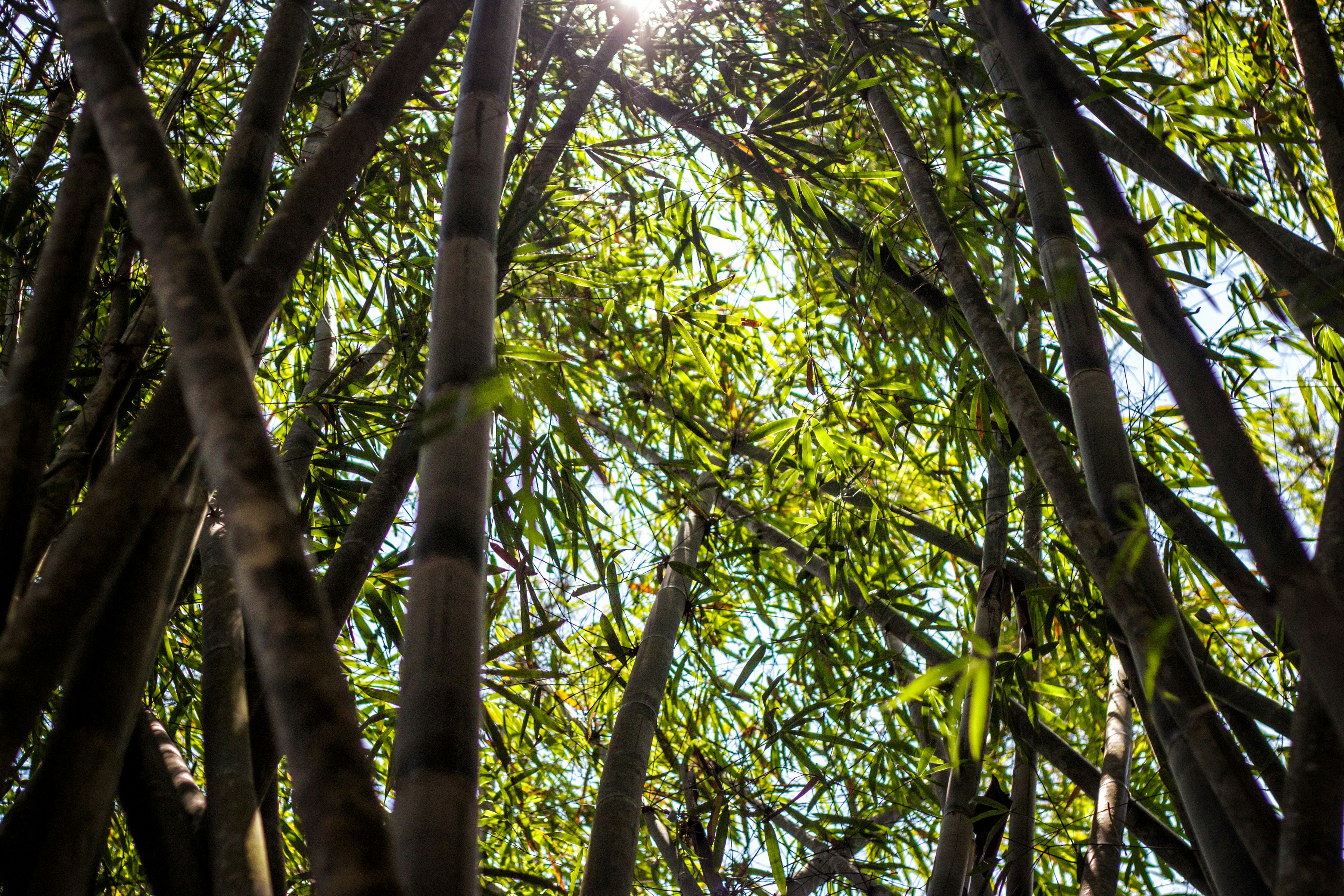 Sunlight filters through dense bamboo stalks, casting intricate shadows on the foliage.