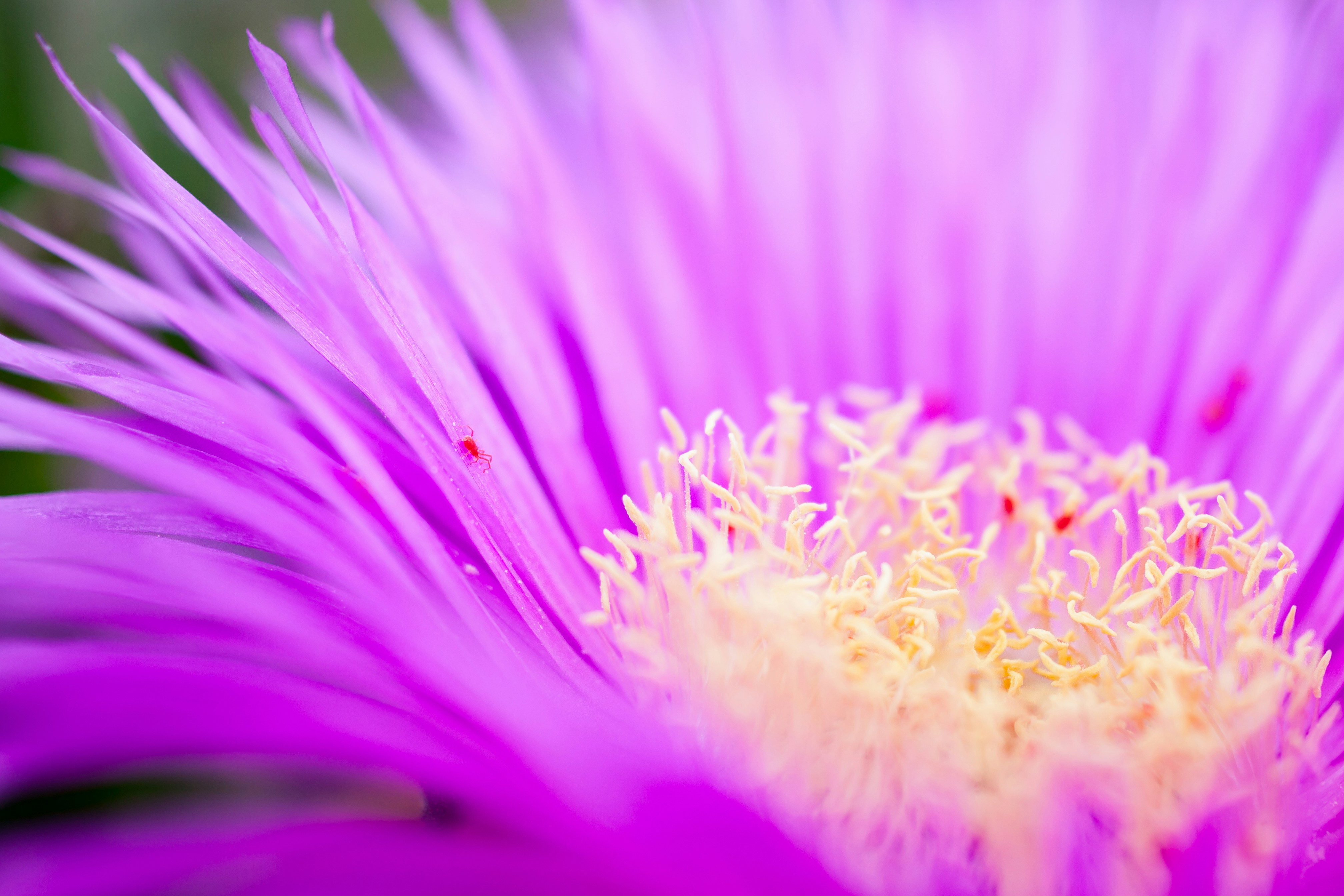 Close-up of a vibrant purple flower showcasing delicate petals and intricate yellow stamens. The composition highlights the flower's intricate details and textures.
