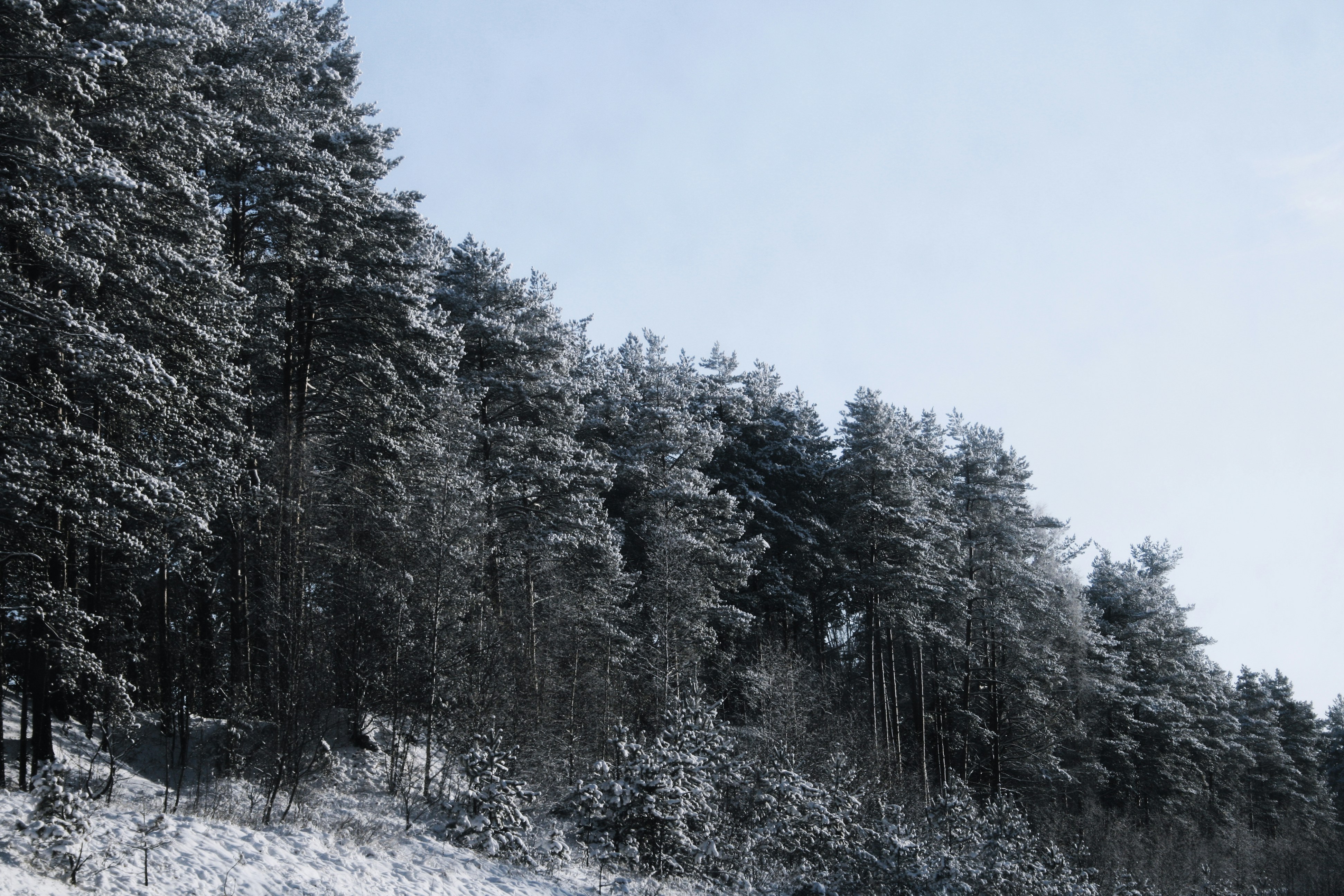 Evergreen trees blanketed in fresh snow against a clear sky, showcasing the serene beauty of winter's embrace.