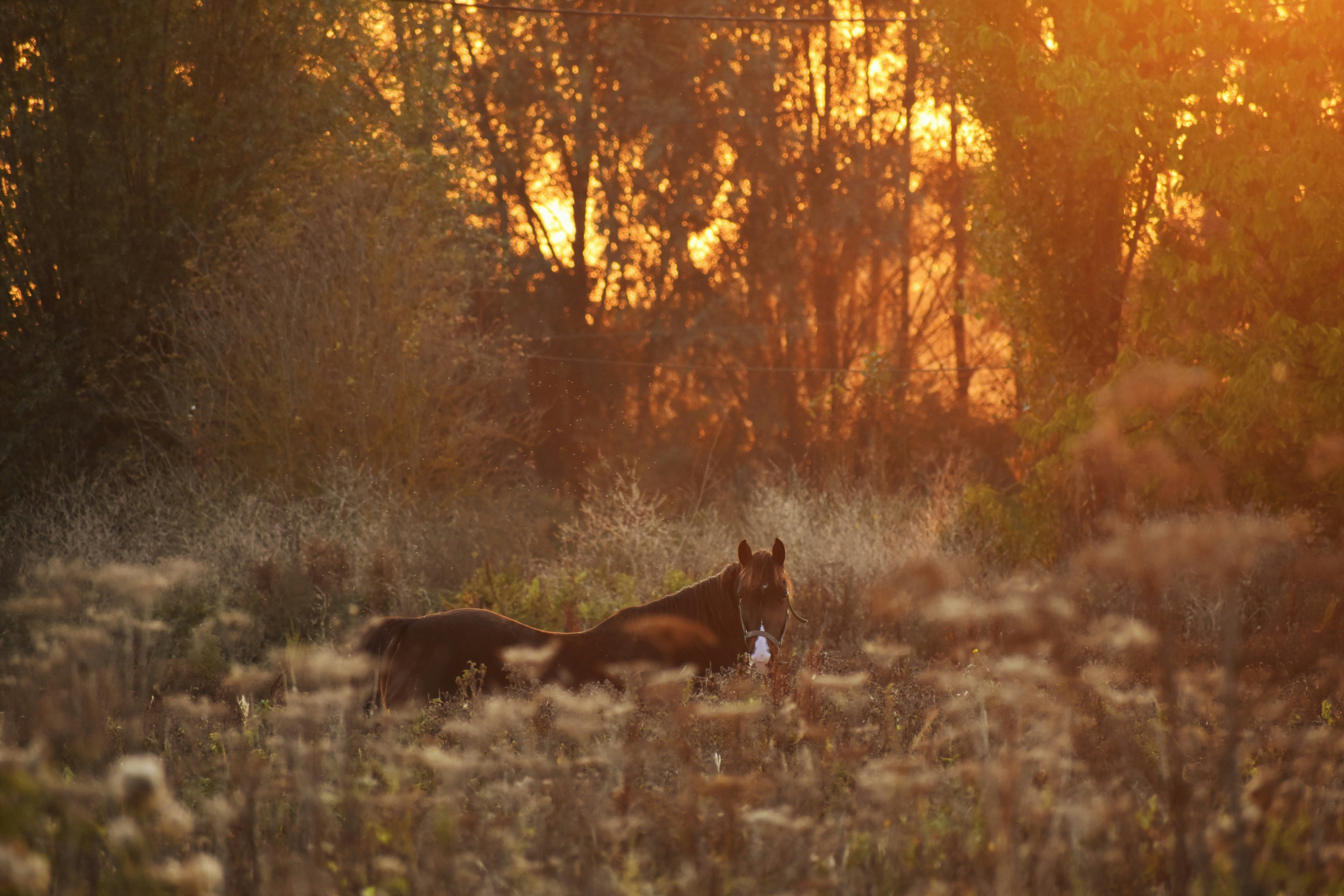 Ember-lit Equine in a Meadow at Dusk