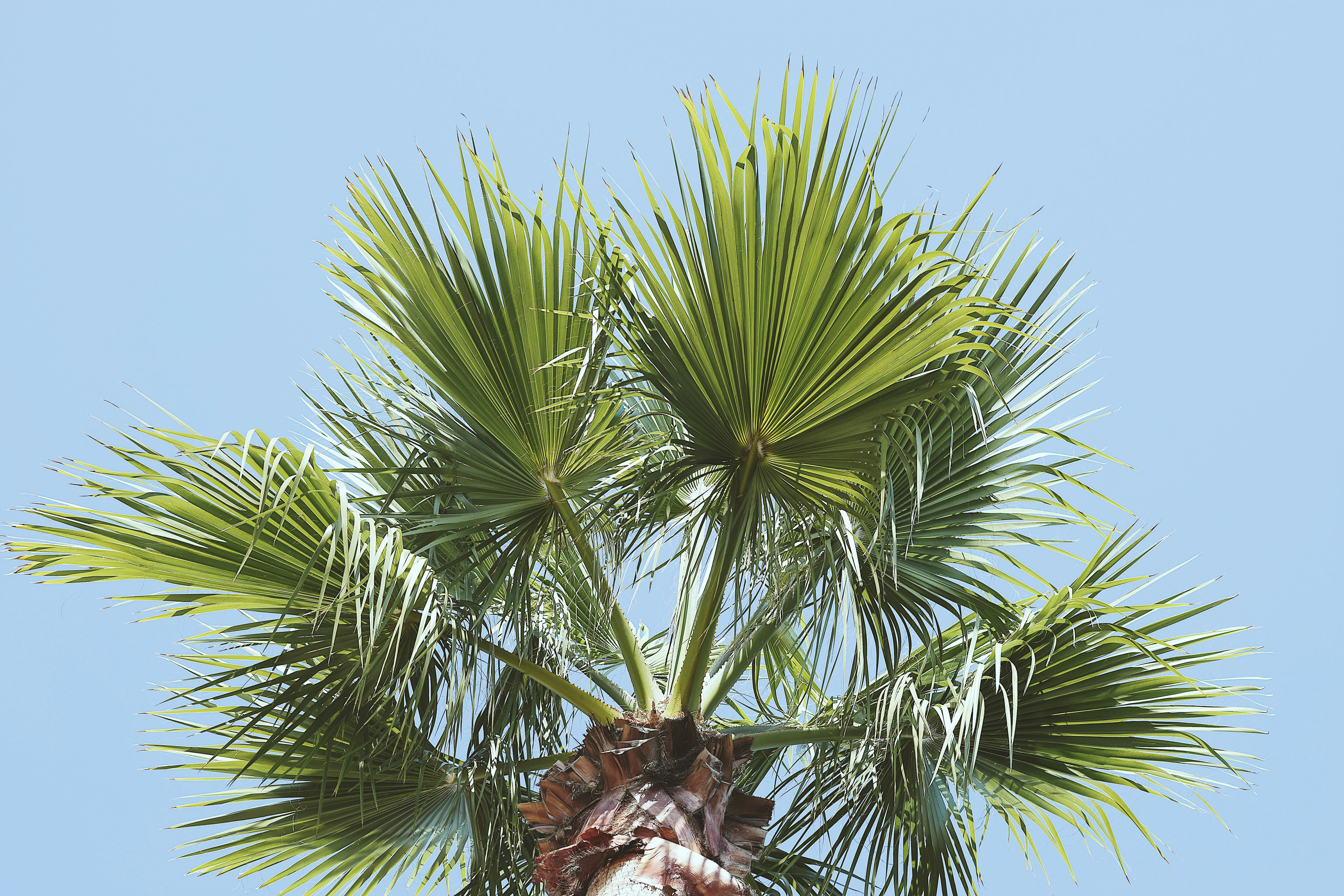 Palm tree canopy viewed from below against a clear blue sky.