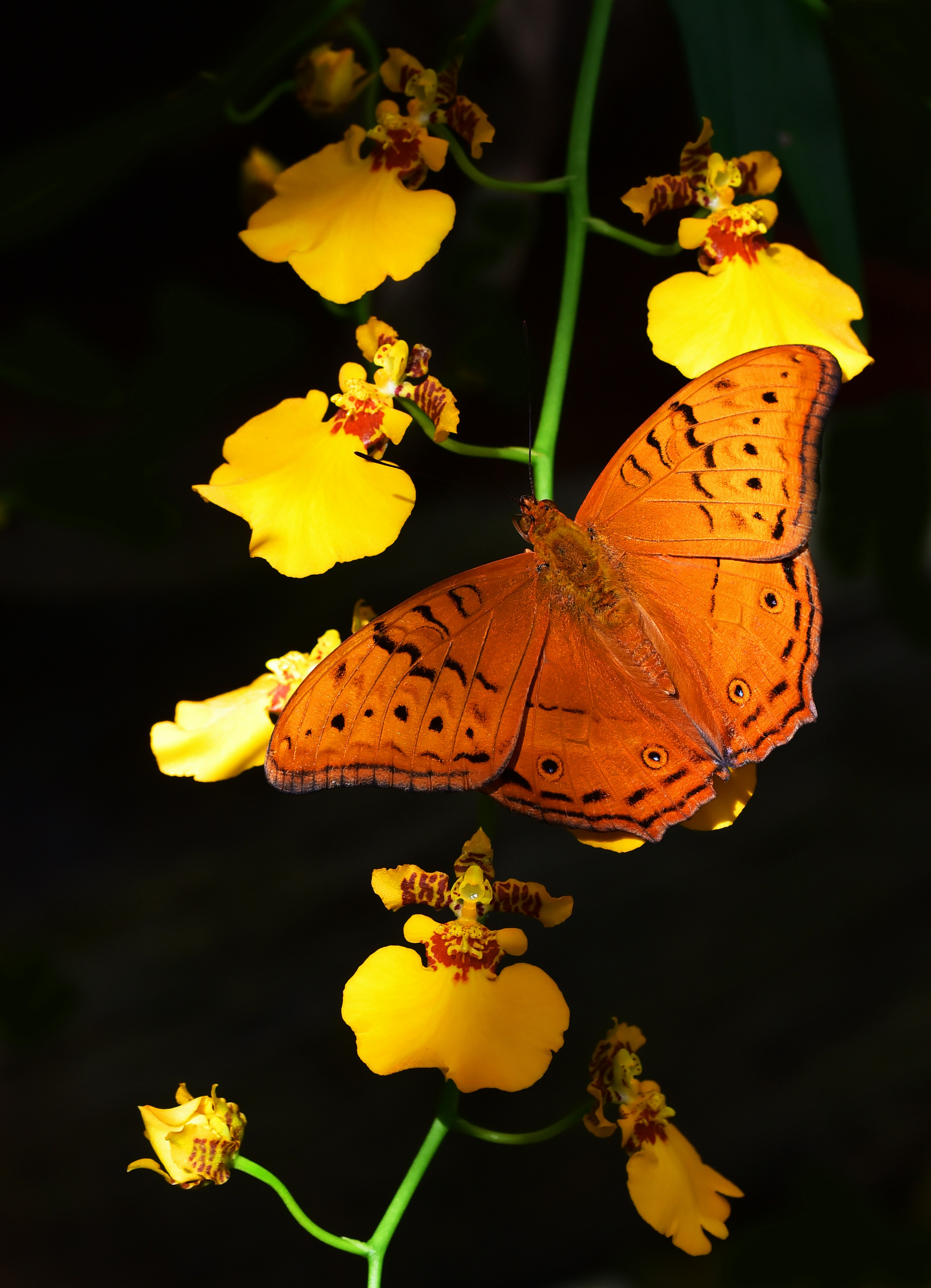 Emberwing on Dancing Ladies: A Burnt-Orange Butterfly Among Yellow Orchids