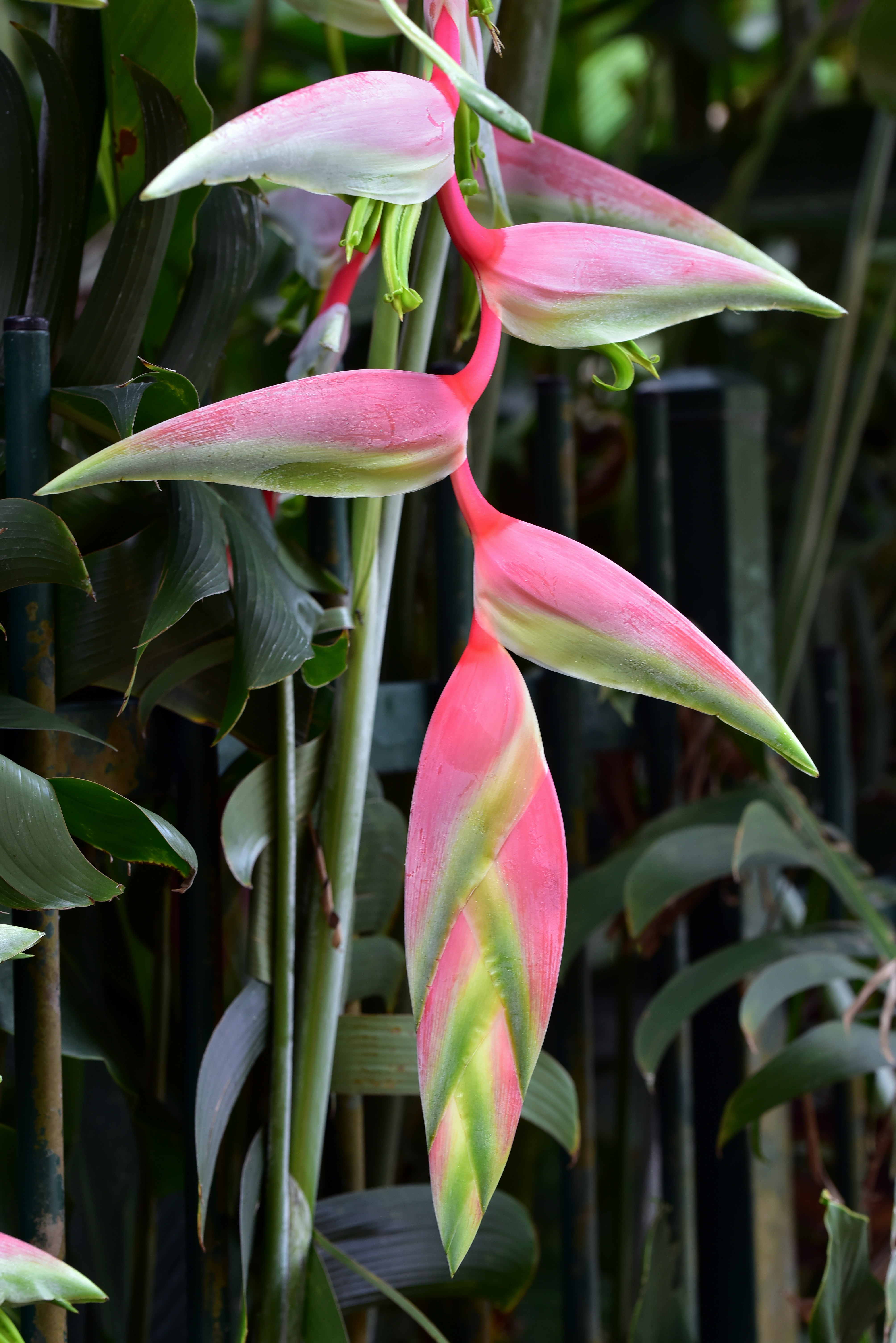 Vibrant heliconia flowers display a striking blend of pink and green hues against a lush backdrop of foliage.
