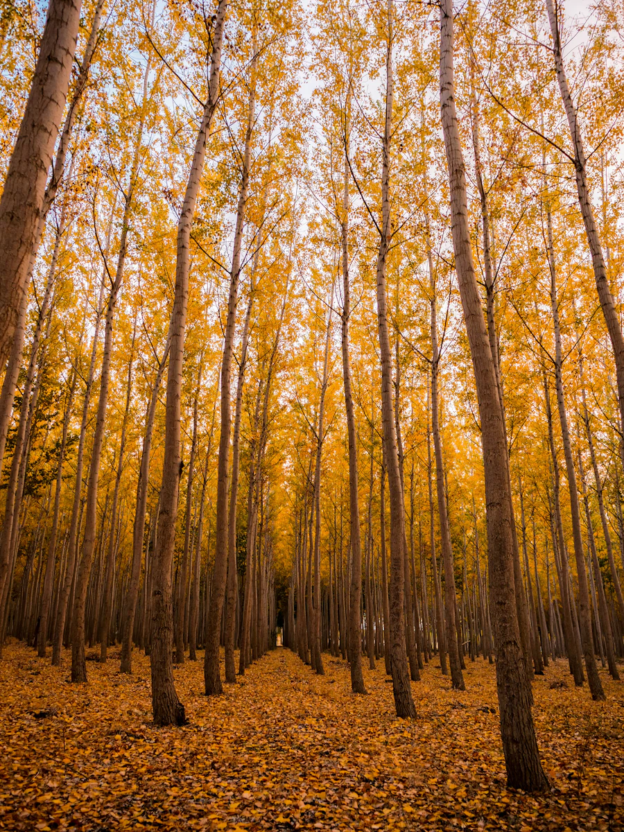 Tall slender trees with bright golden autumn leaves fill a forest floor carpeted in fallen leaves. A narrow path leads toward a darker opening in the center background.