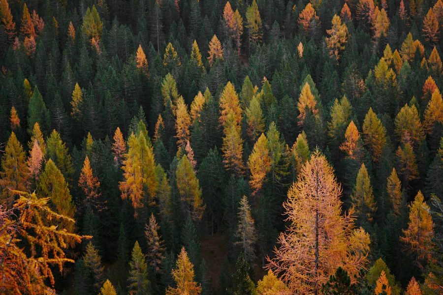 Dense forest of evergreen trees dotted with golden and orange autumn larches across a shadowed slope. A bright pale-orange tree near the lower right stands out as the main accent.