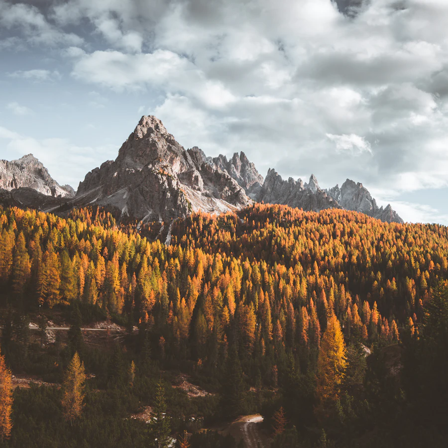 Golden larch forest spreads across a mountain slope below sharp rocky peaks under a cloud-filled sky. A winding road is faintly visible near the bottom edge.