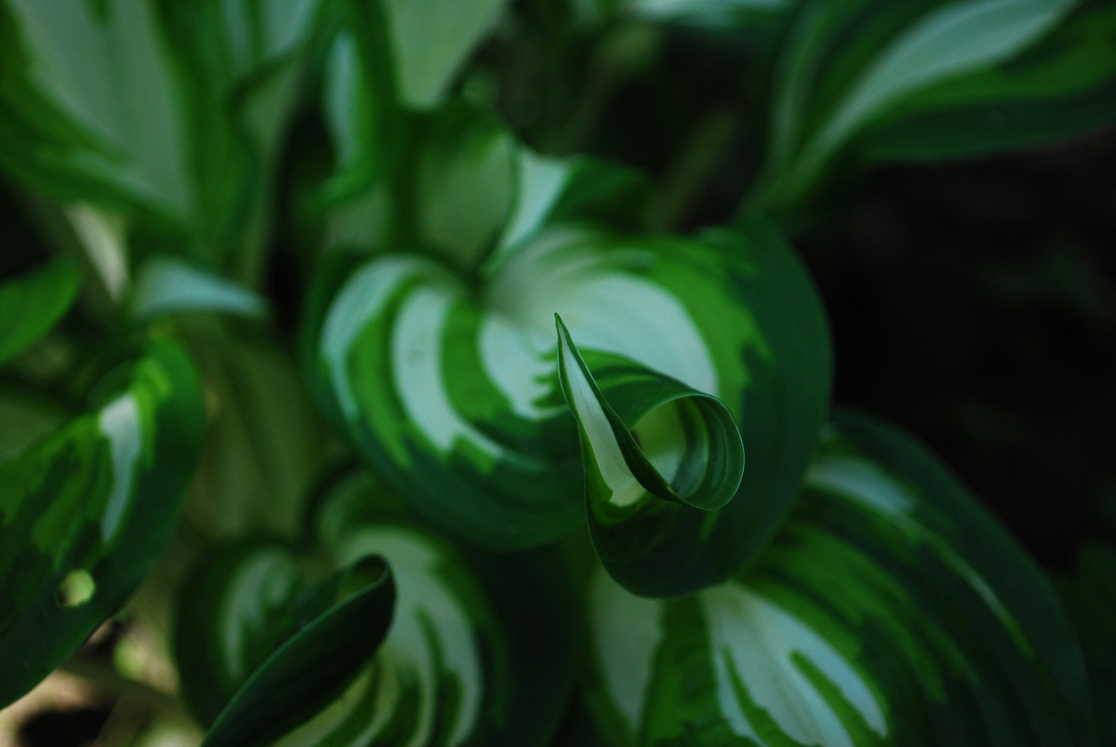 Close-up of vibrant green and white plant leaves showcasing intricate curves and patterns.