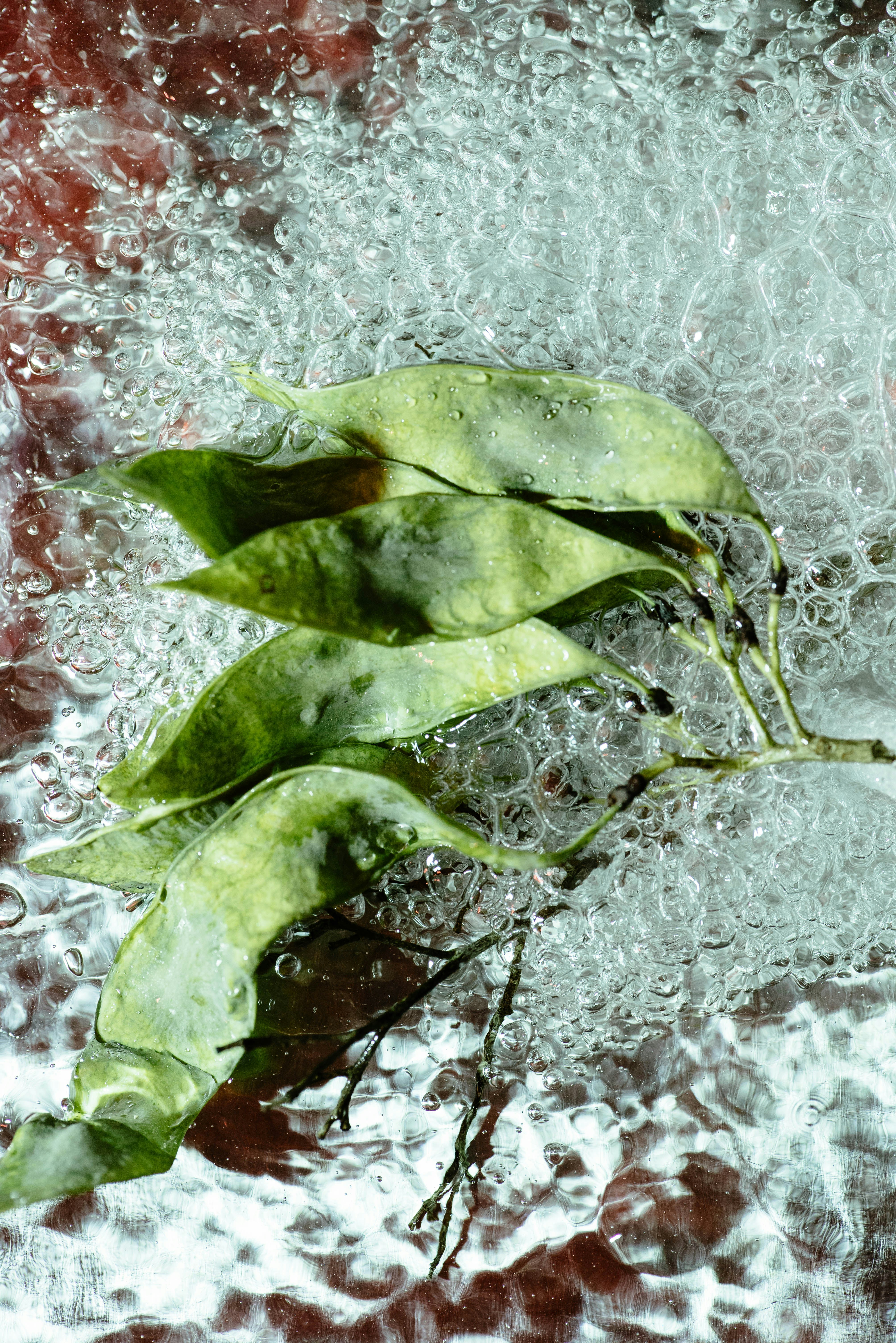 Green leaves submerged in water, surrounded by a flurry of bubbles. The interplay of light and texture creates a dynamic visual experience.