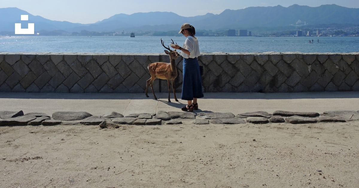 白い長袖シャツを着た女性が、昼間のビーチで茶色のショートコートの犬の横に立つの写真 Unsplashの日本の無料画像