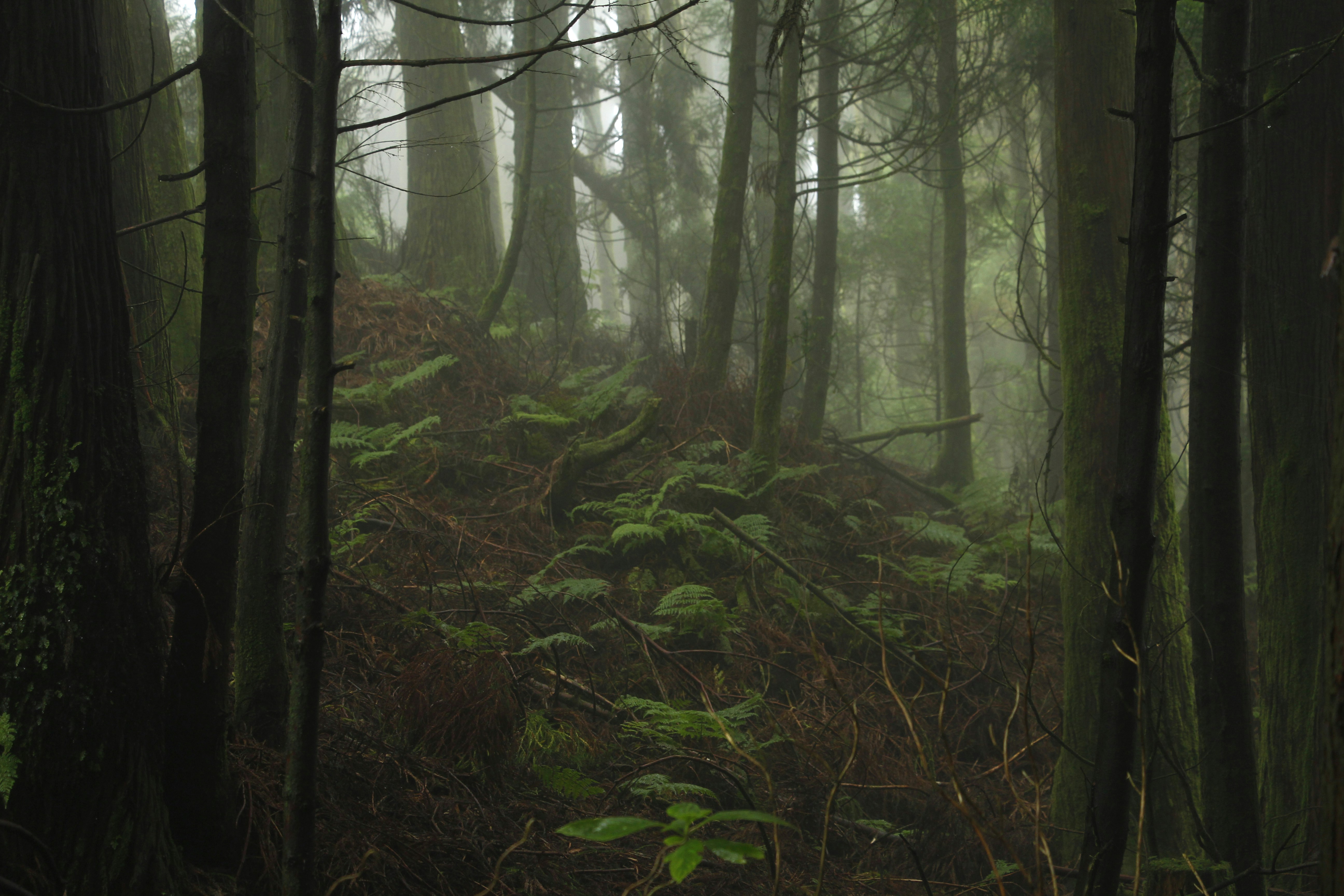 Dense forest shrouded in mist, with lush ferns and towering trees creating a mysterious atmosphere.