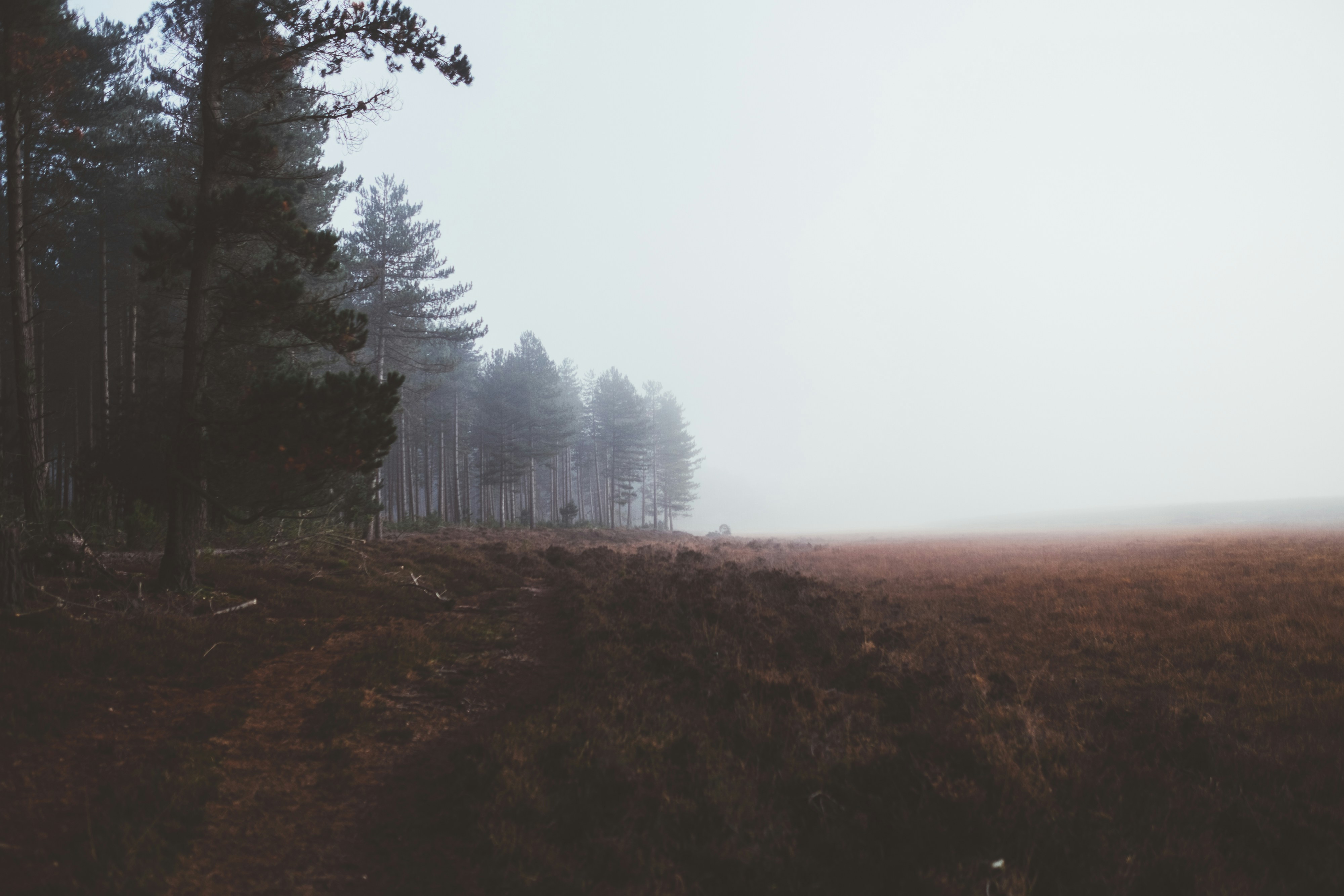 Dense fog envelops a forest edge, merging with an open field under a pale sky.
