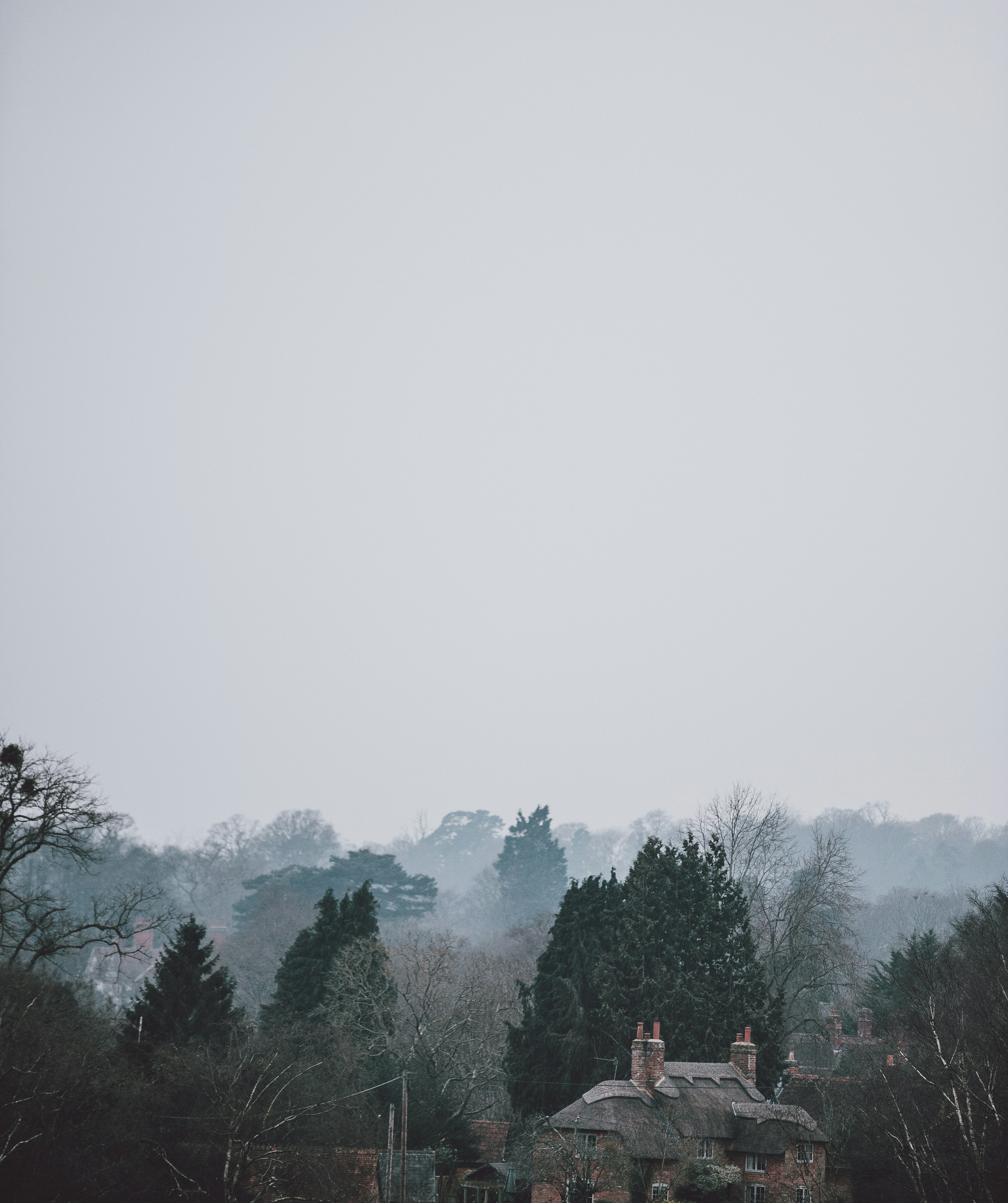 Muted Dawn over a Suburban Forest Skyline