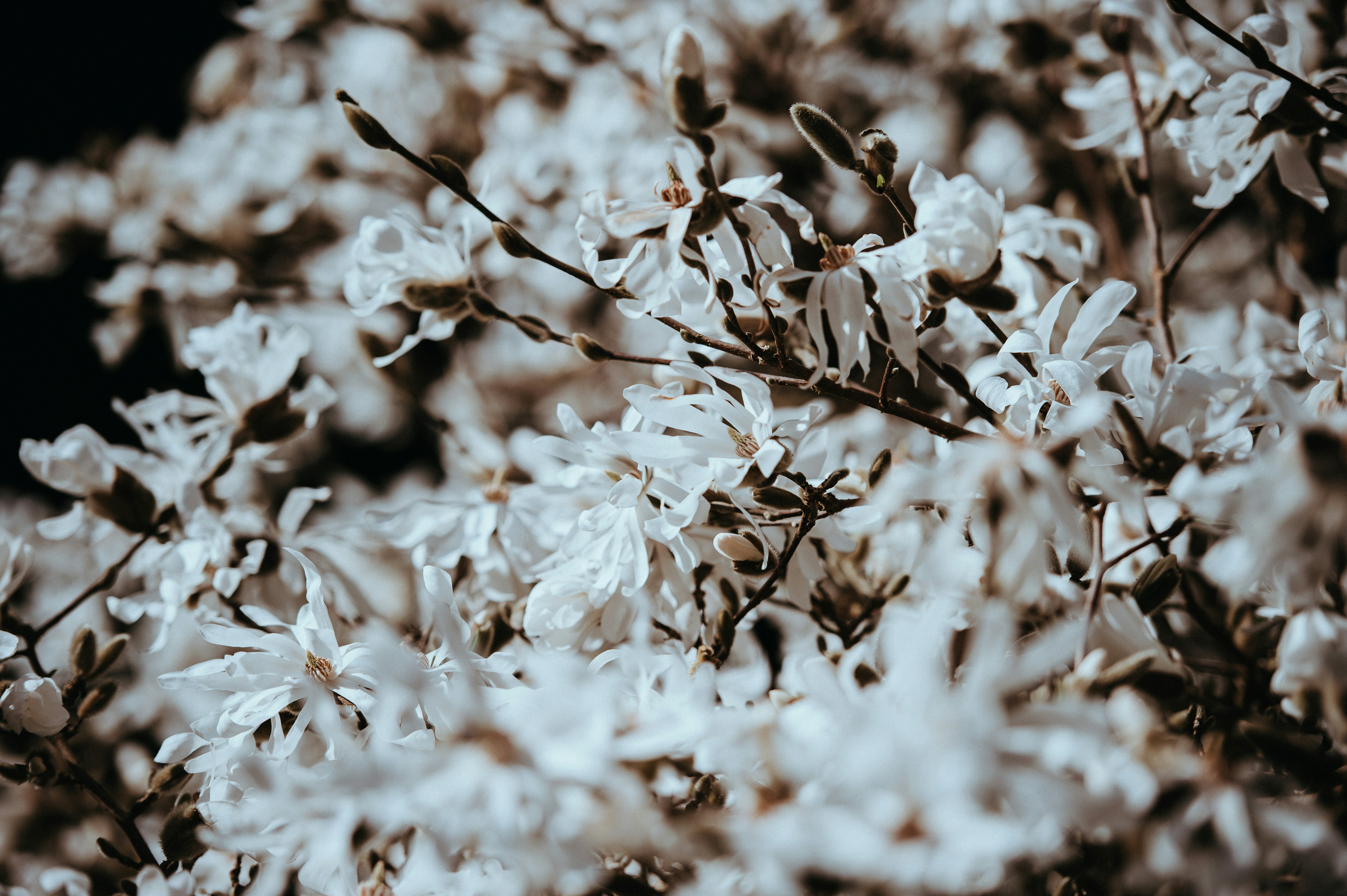 Delicate white flowers bloom densely on branches, creating a soft, ethereal backdrop. The intricate details highlight the beauty of nature's artistry.
