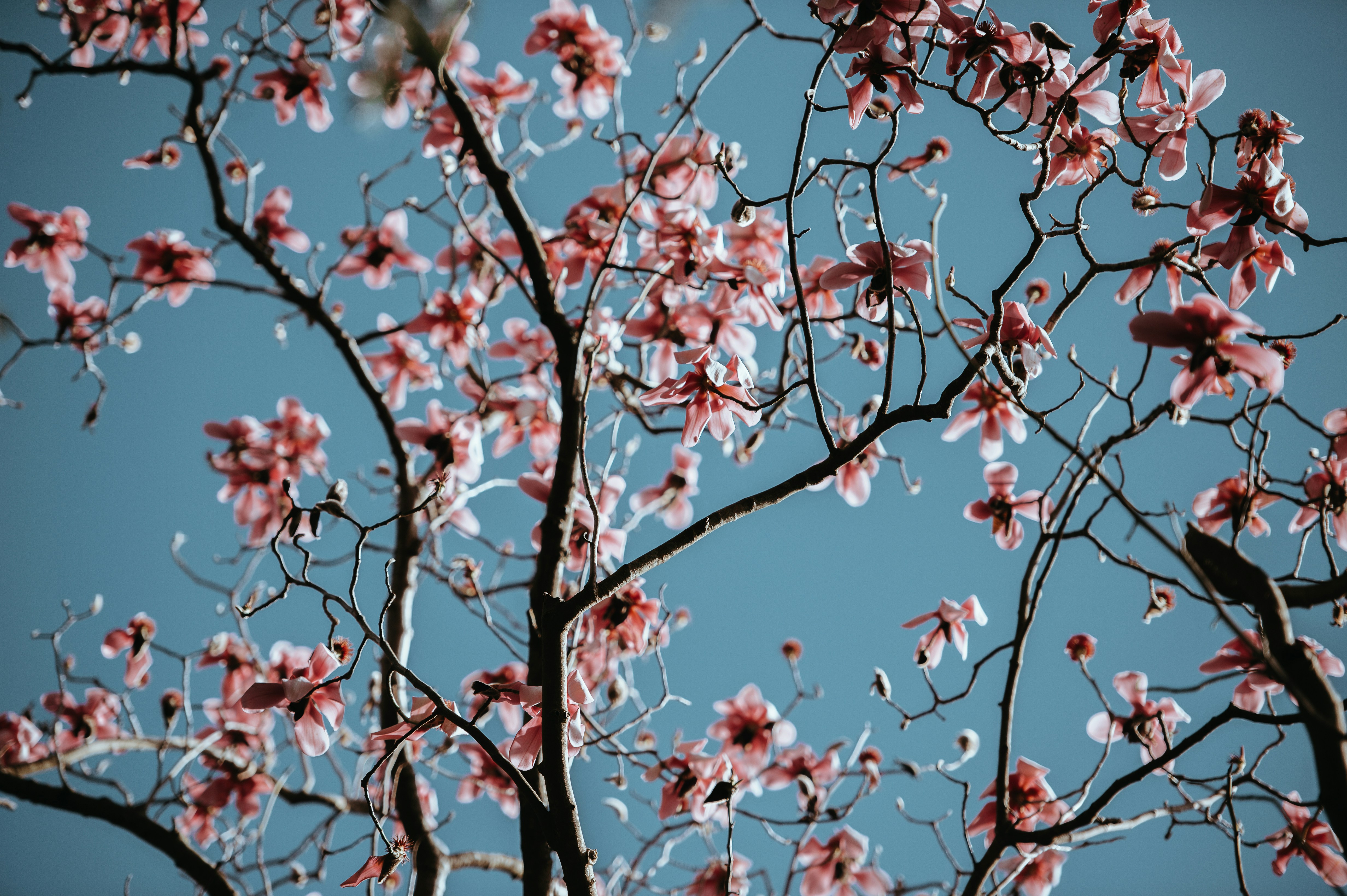 Pink flowers under blue sky during daytime photo – Free Blossom Image ...