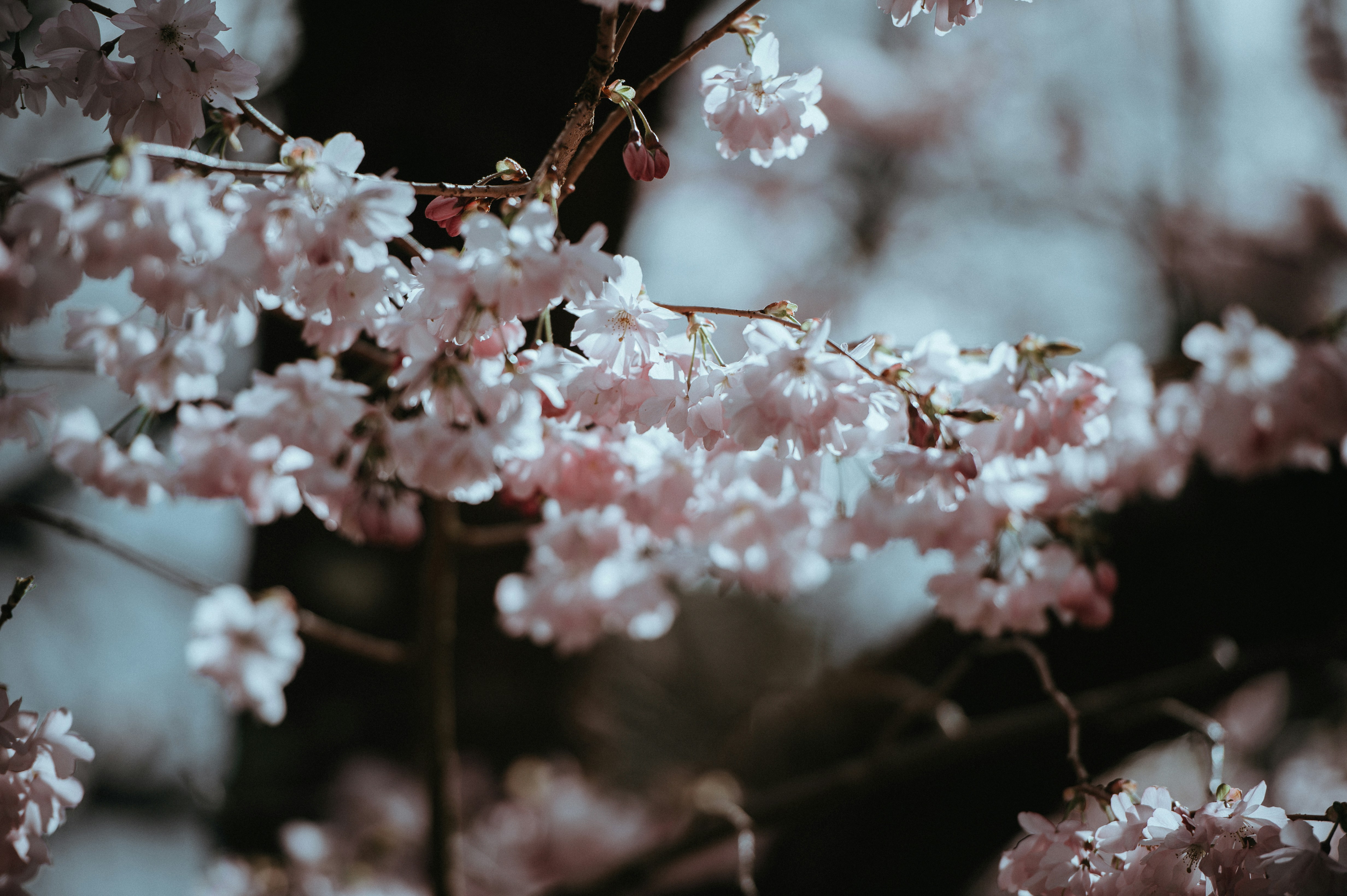 Delicate cherry blossoms bloom against a softly blurred background, capturing the essence of spring's arrival.