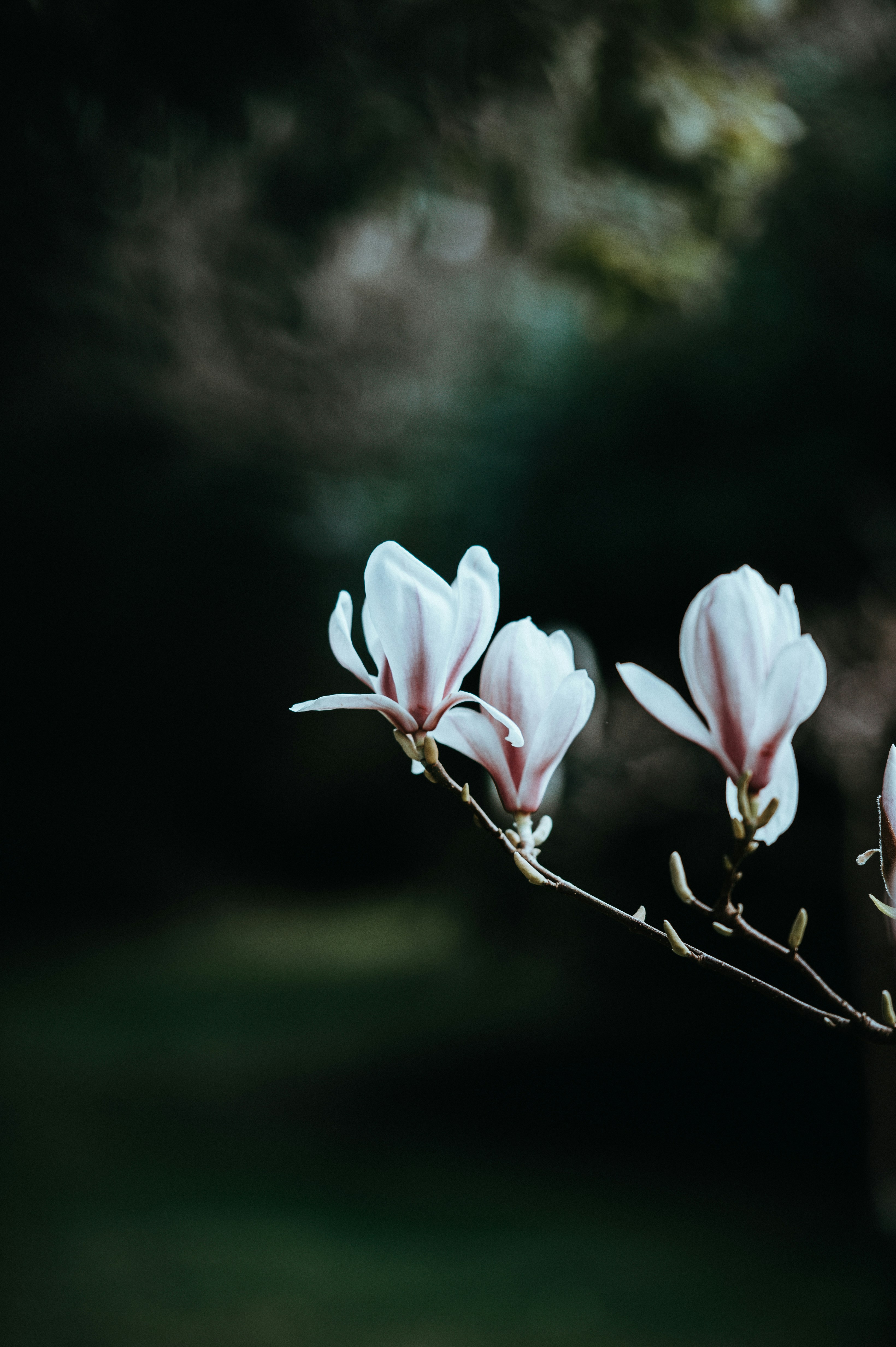 Selective focus photography of white petaled flowe photo – Free Flower ...