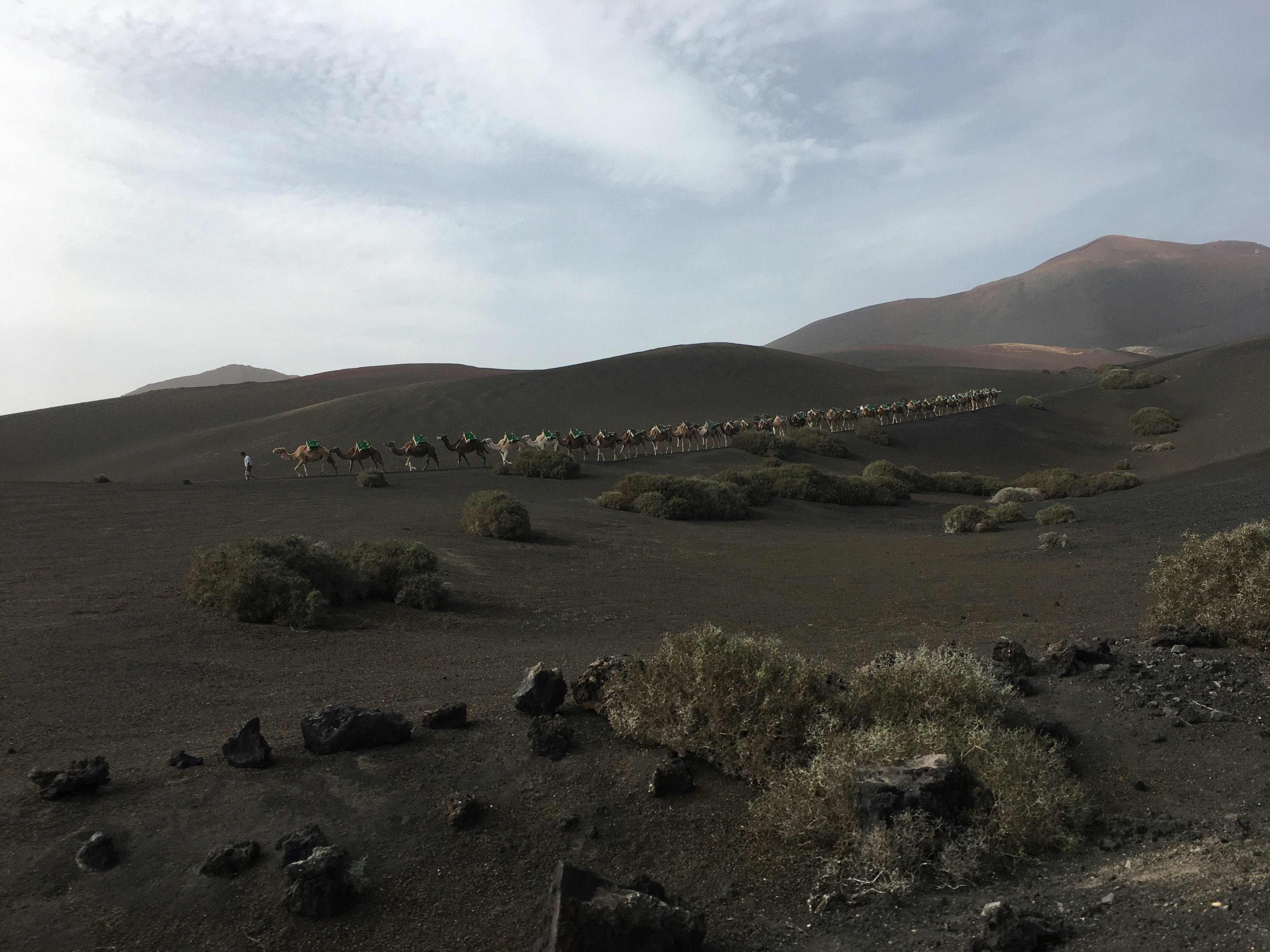 Caravan Along a Basalt-Dune Horizon