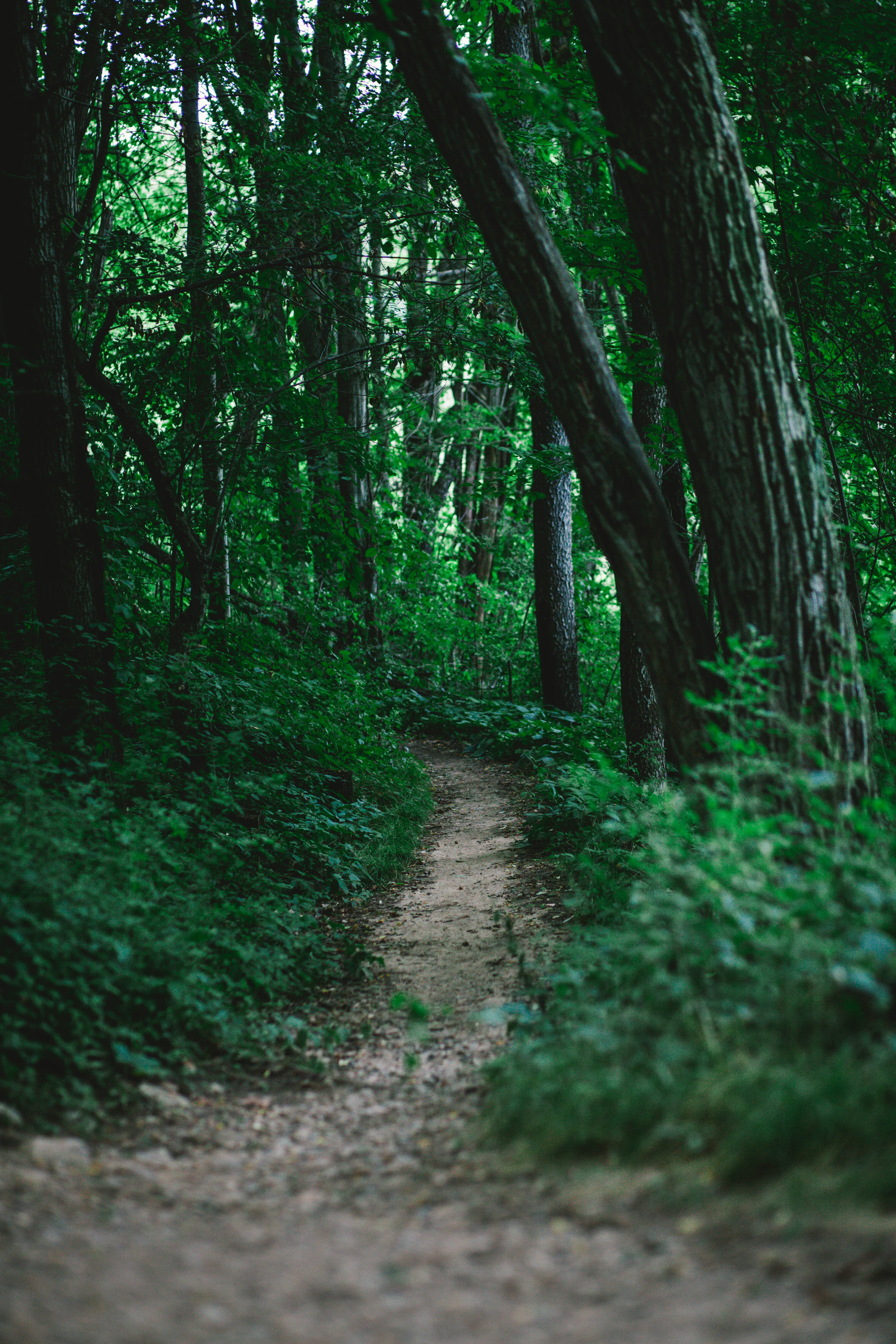 Winding dirt trail through a lush green forest, framed by towering trees and dense foliage.