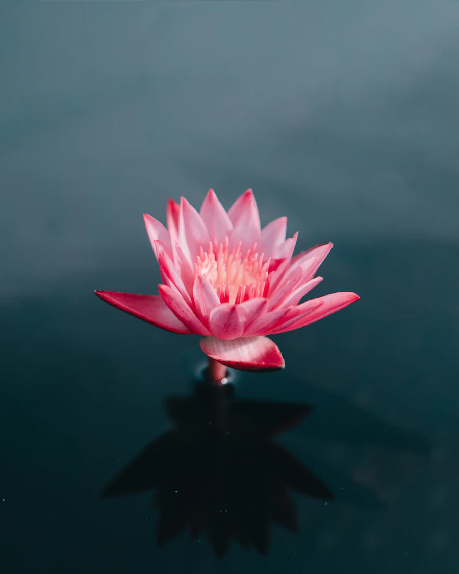 Havana | pink flowers on body of water