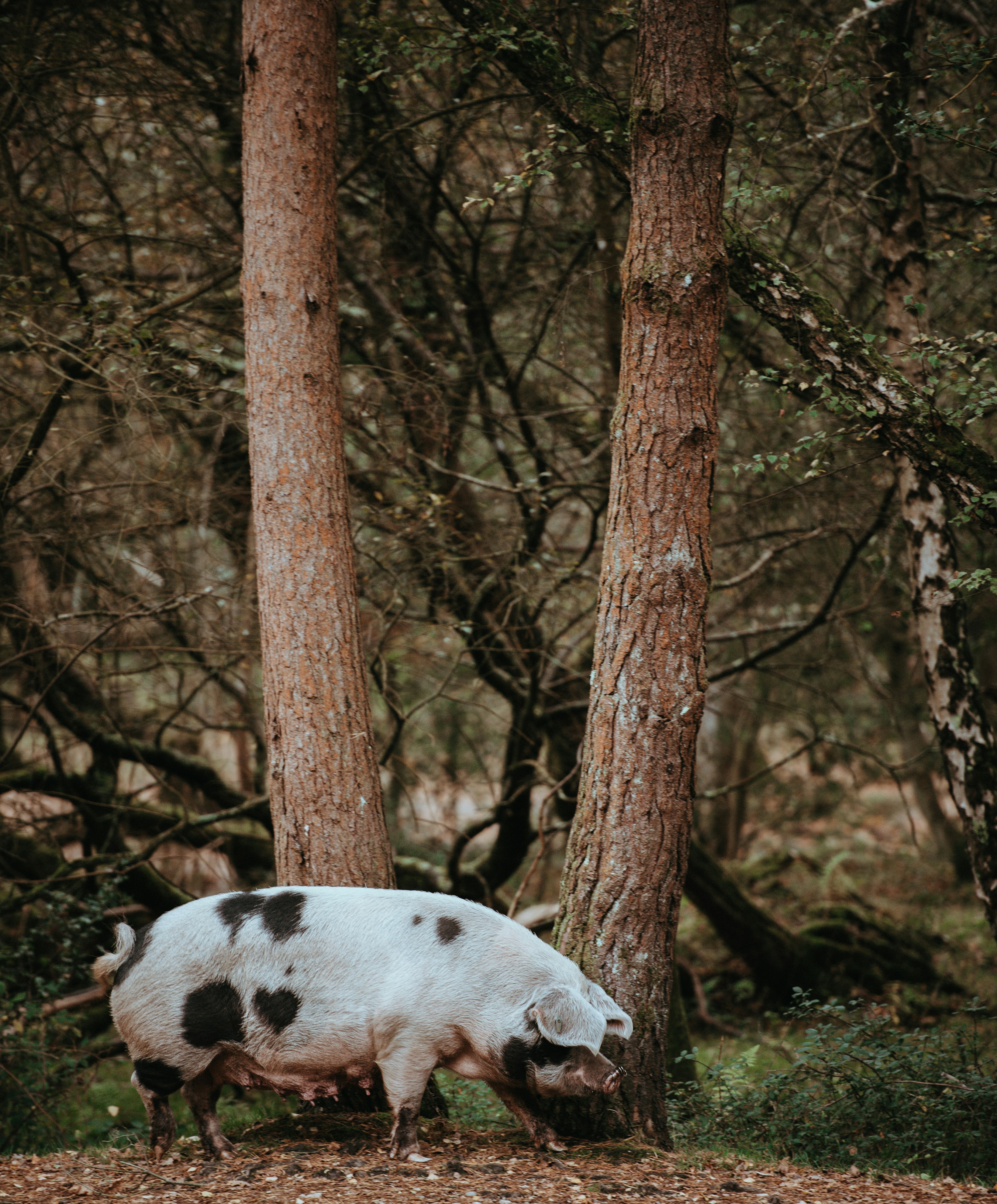 Spotted pig foraging in a serene forest setting, surrounded by tall trees and lush greenery.