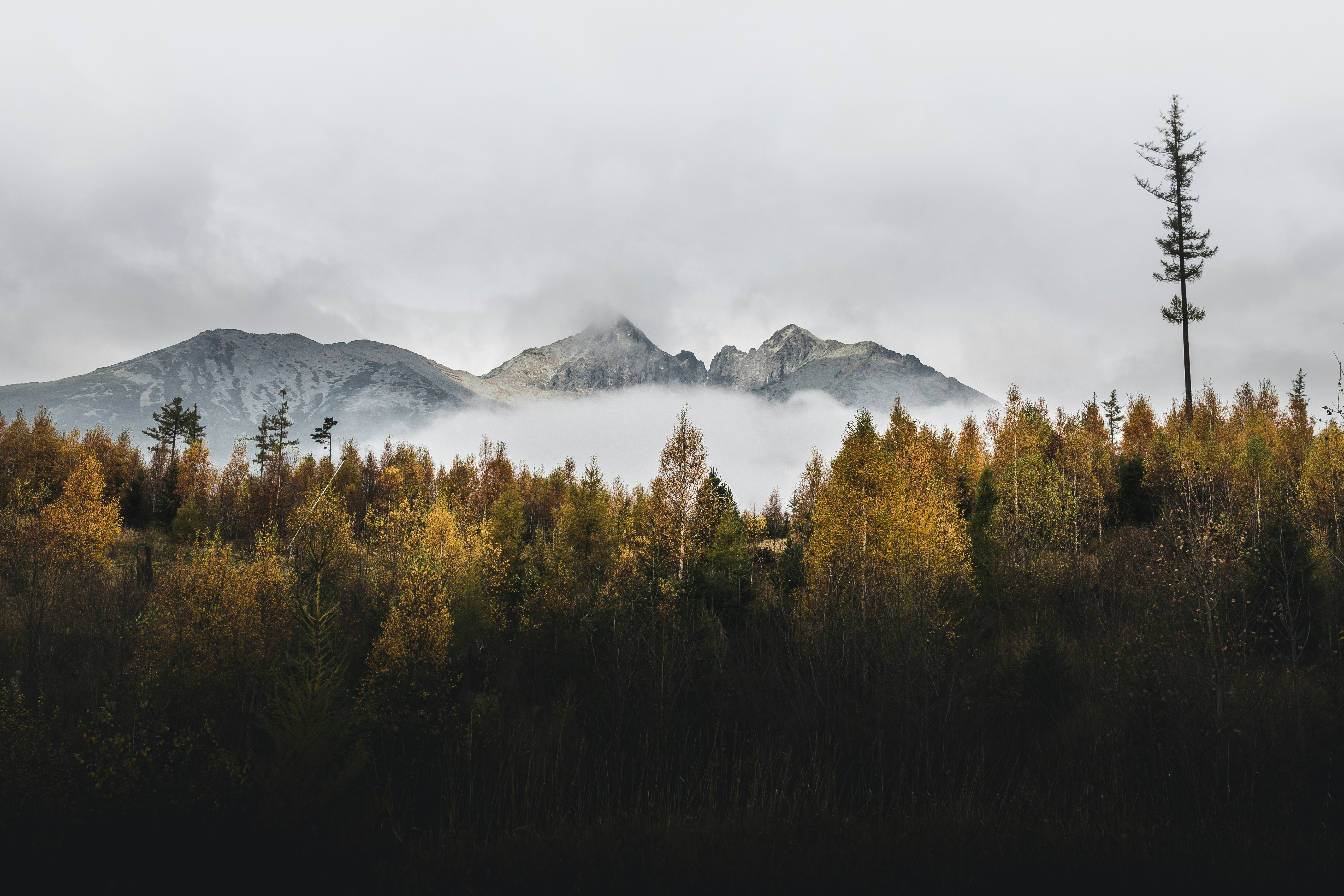 750+ High Megapixel Pictures | Download Free Images on Unsplash