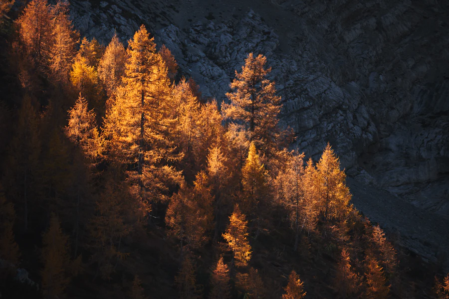 Golden larches glow on a sunlit alpine slope against a dark rocky backdrop.