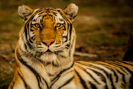 99 Wildlife Photography Examples with Pro-Level Techniques