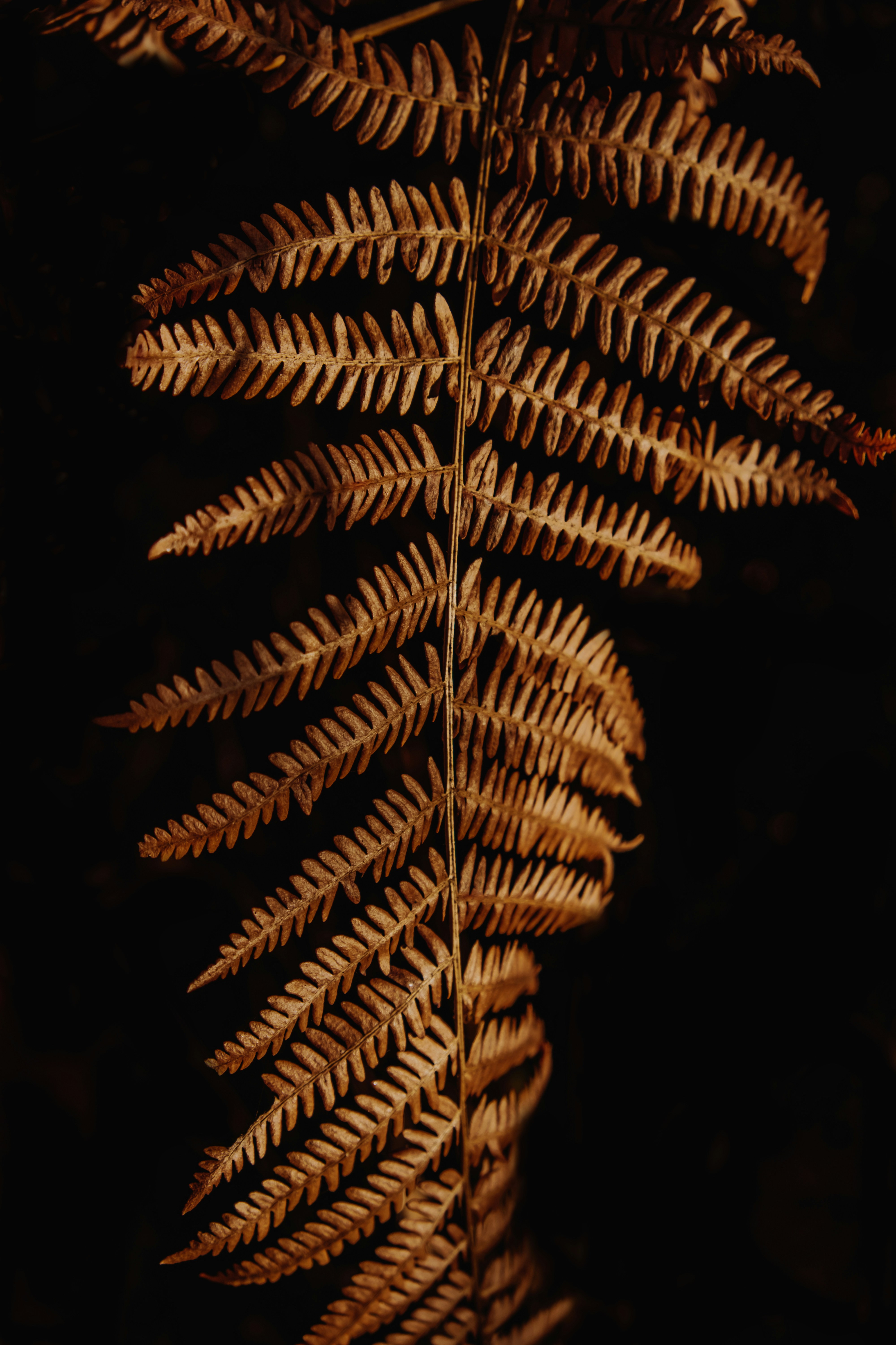 Ember Fern: Close-Up of a Frond Bathed in Firelight
