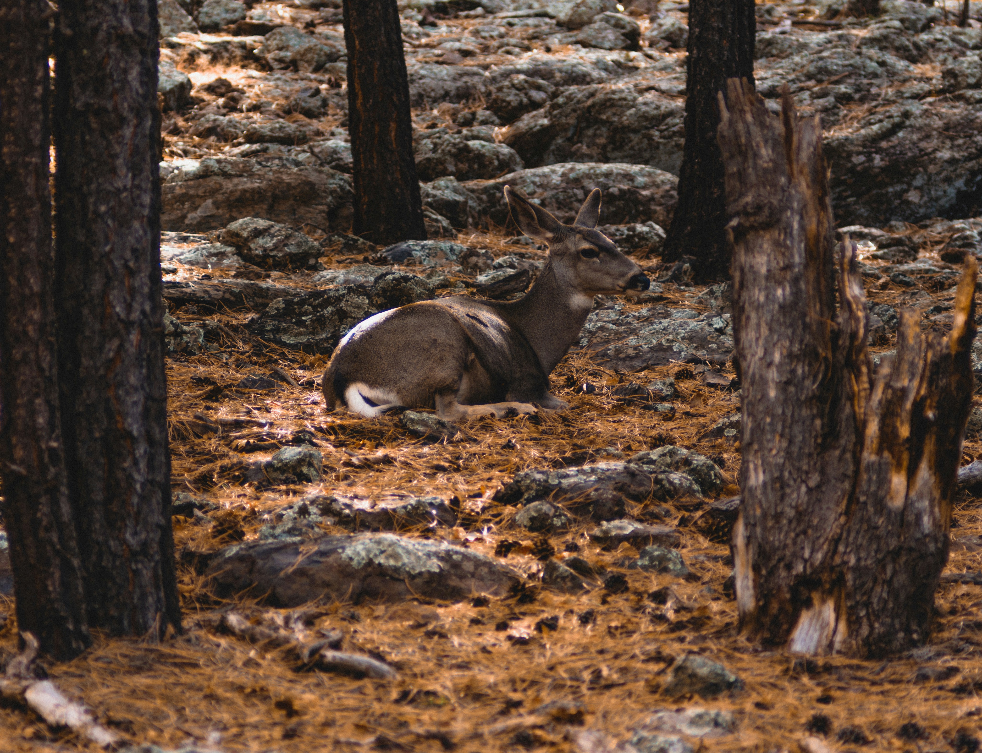 Deer resting among pine needles and rocks in a forest clearing.