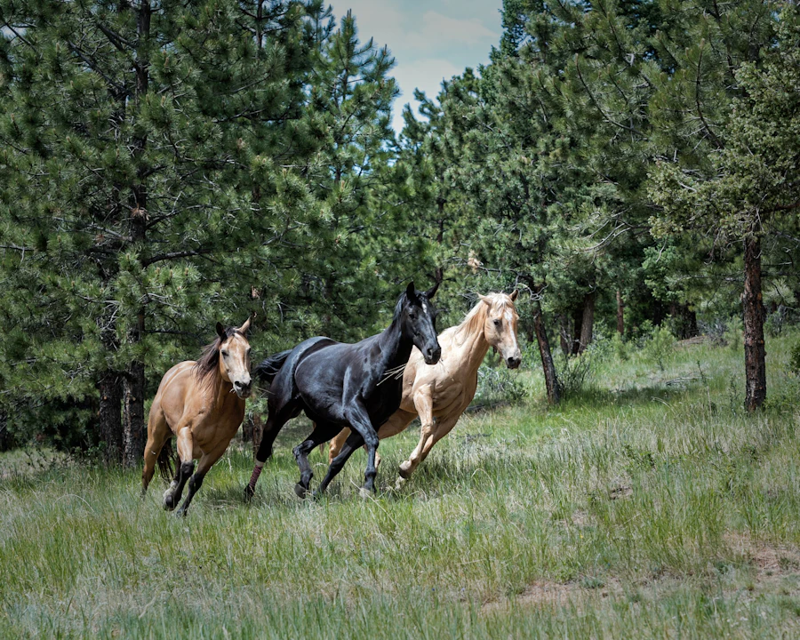 Three horses galloping through a lush green meadow, framed by tall pine trees under a partly cloudy sky.