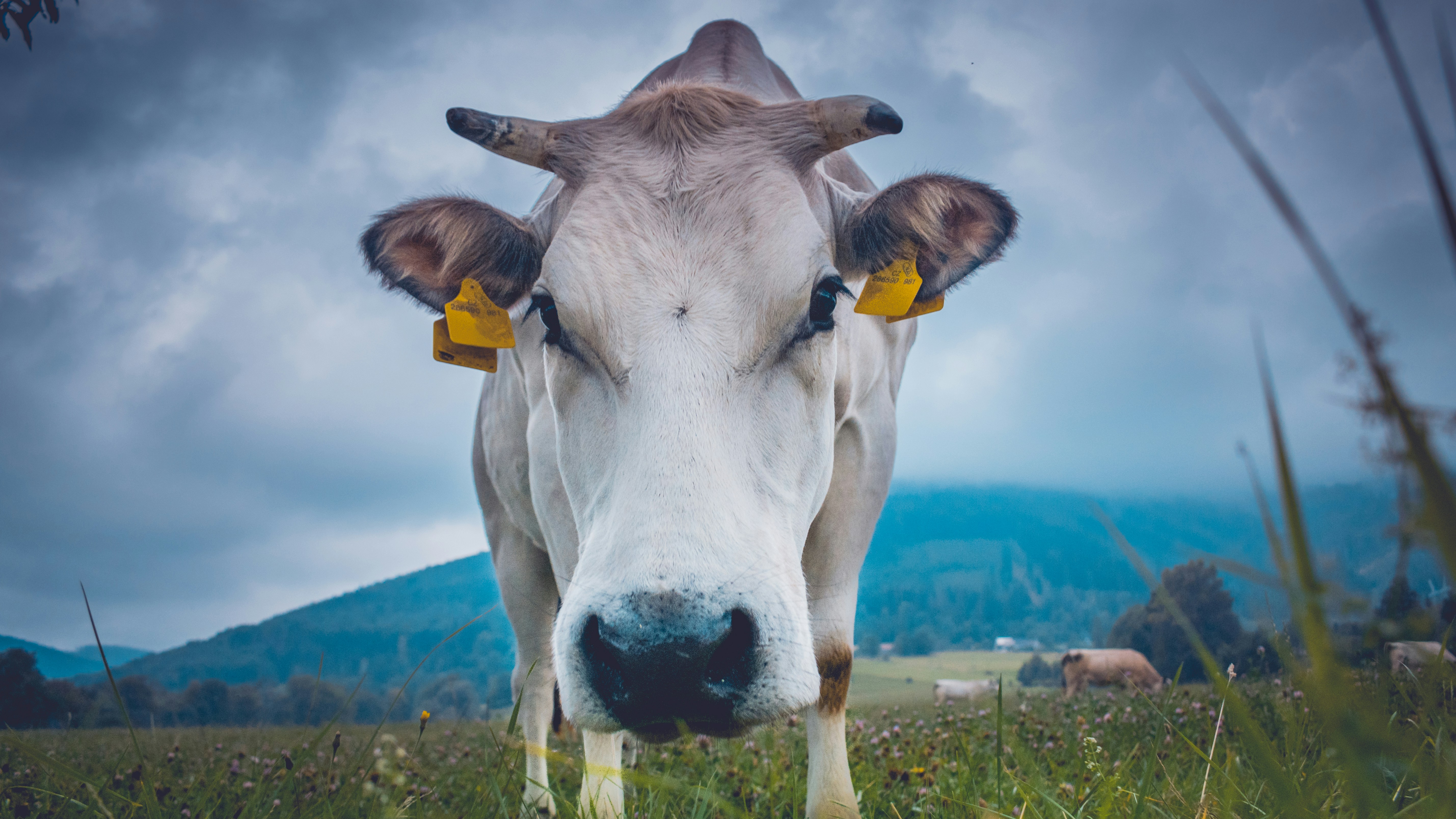Direct Gaze: A Cow's Close-Up Amid Pasture and Sky