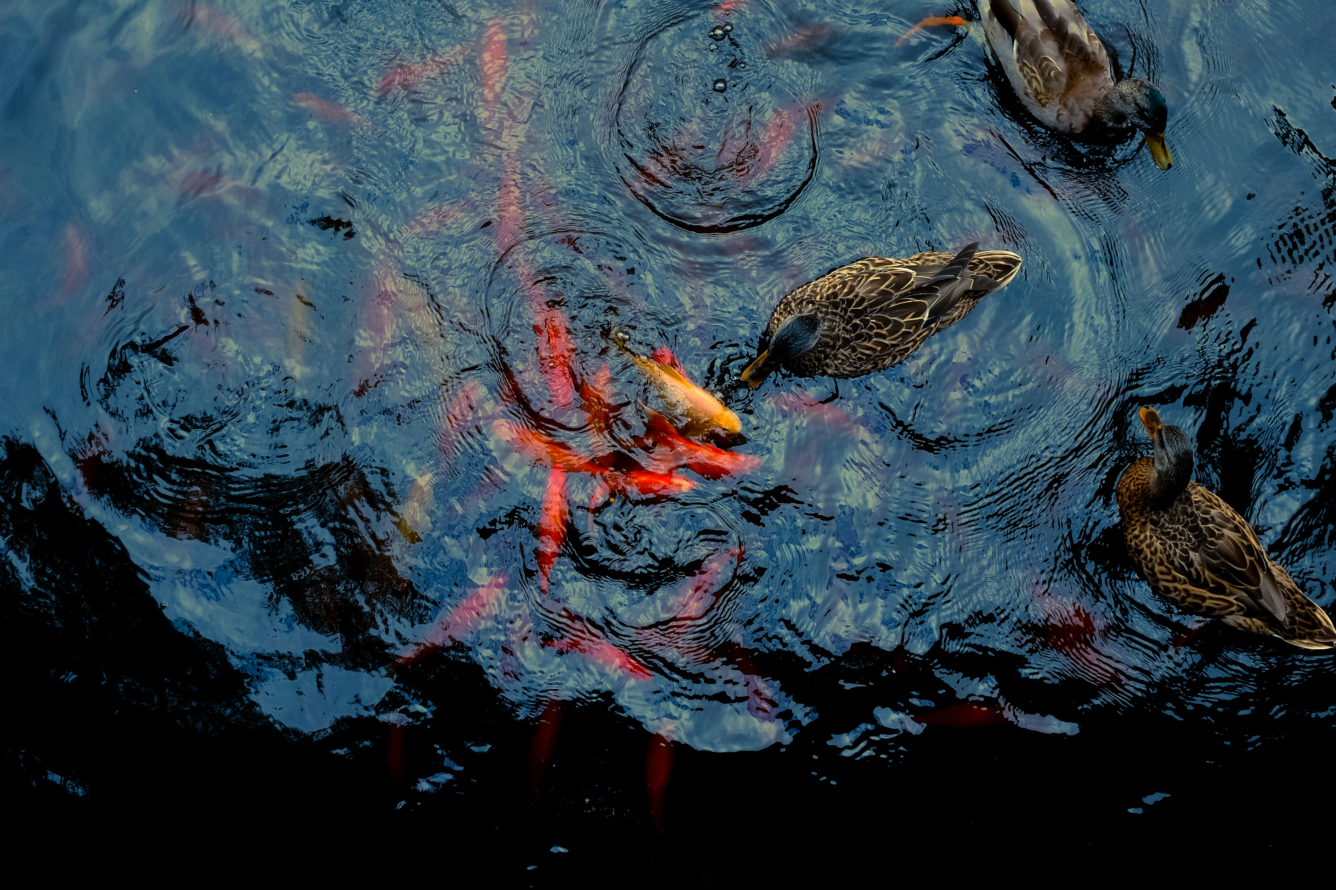 Aerial view of three brown ducks on water photo – Free Fish Image on ...