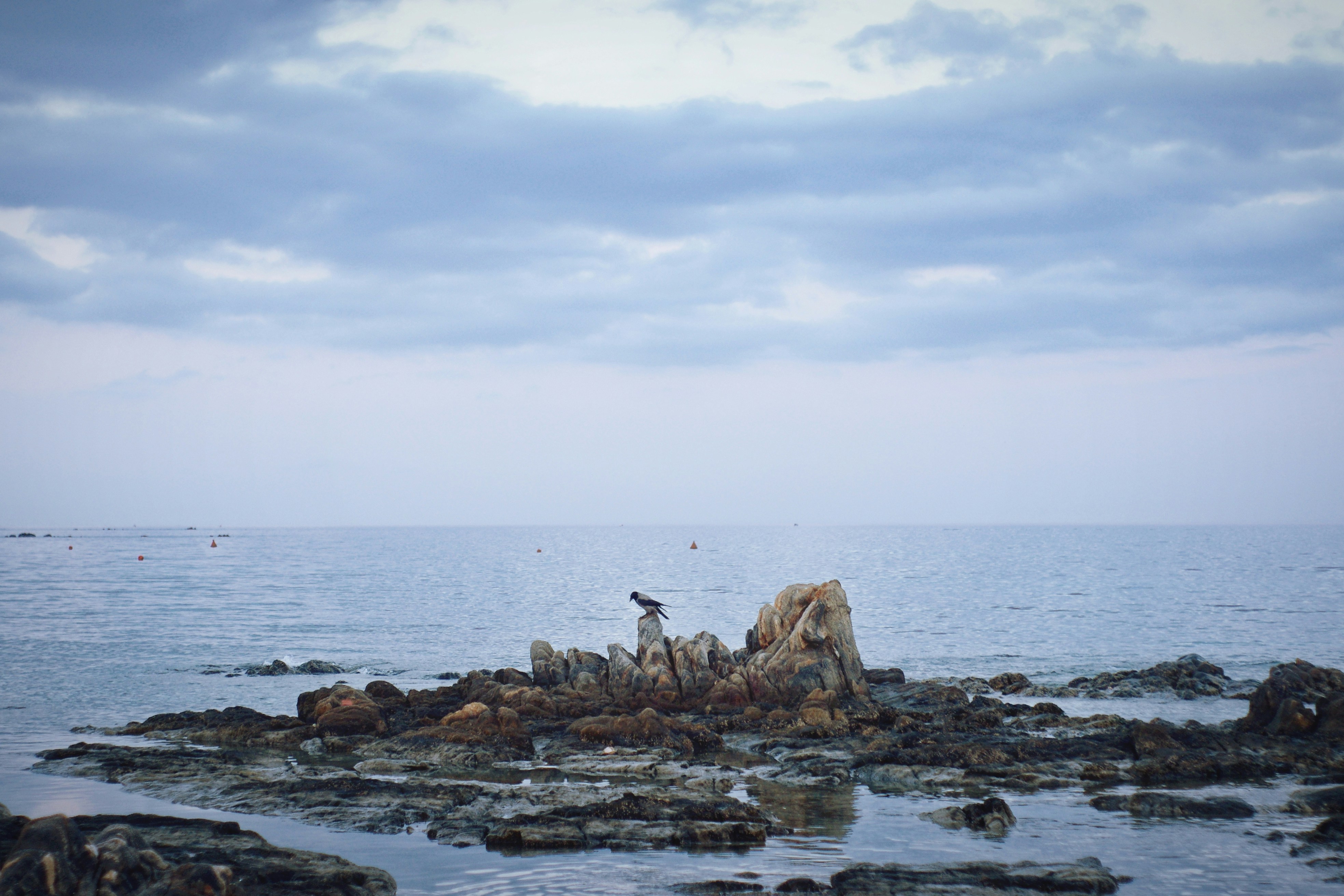 Rocky shoreline with a lone bird perched on a weathered outcrop, gazing toward the calm sea. The scene highlights textured rock and a soft, clouded sky.