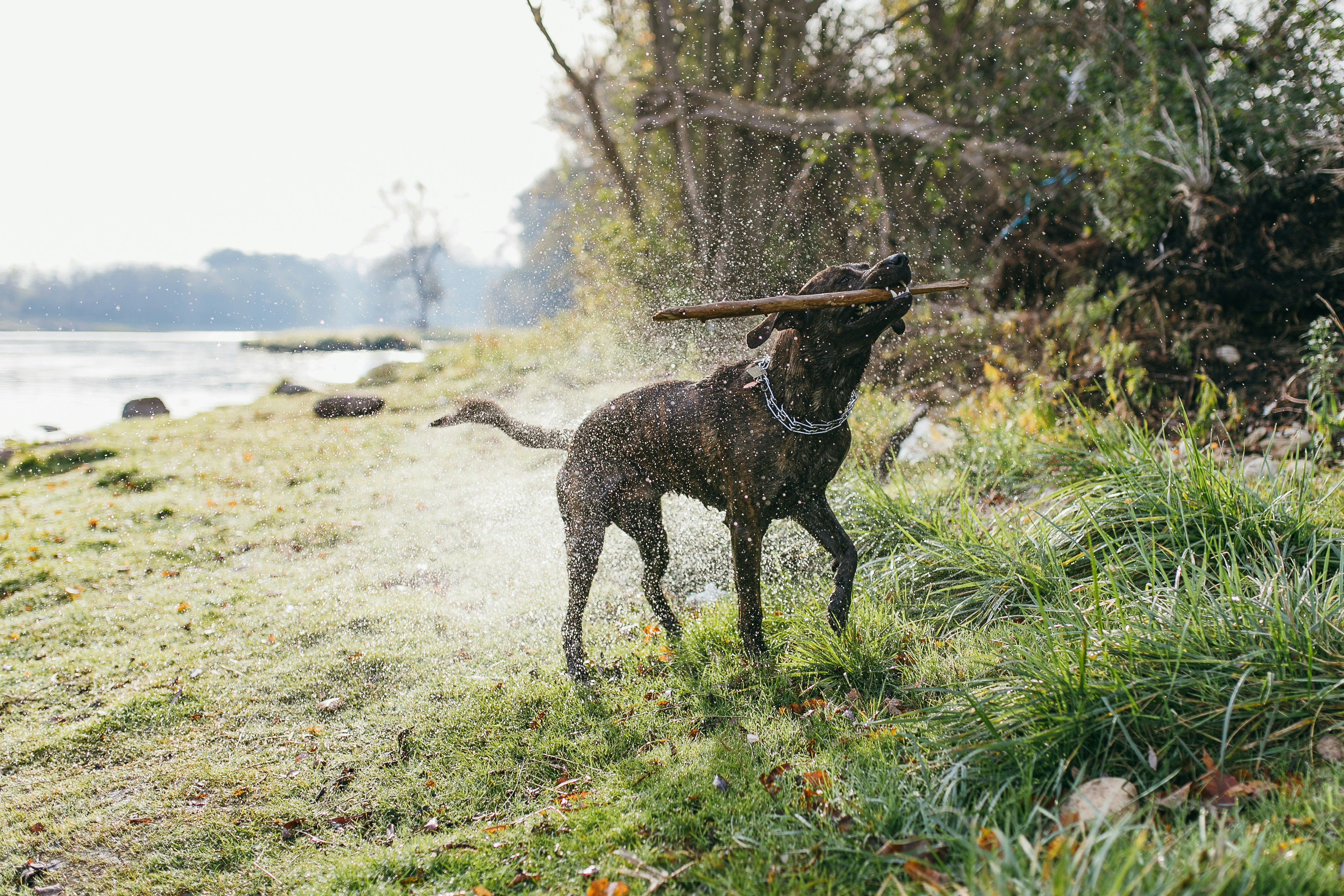 Black dog perching wooden stick while shaking off water photo – Free ...