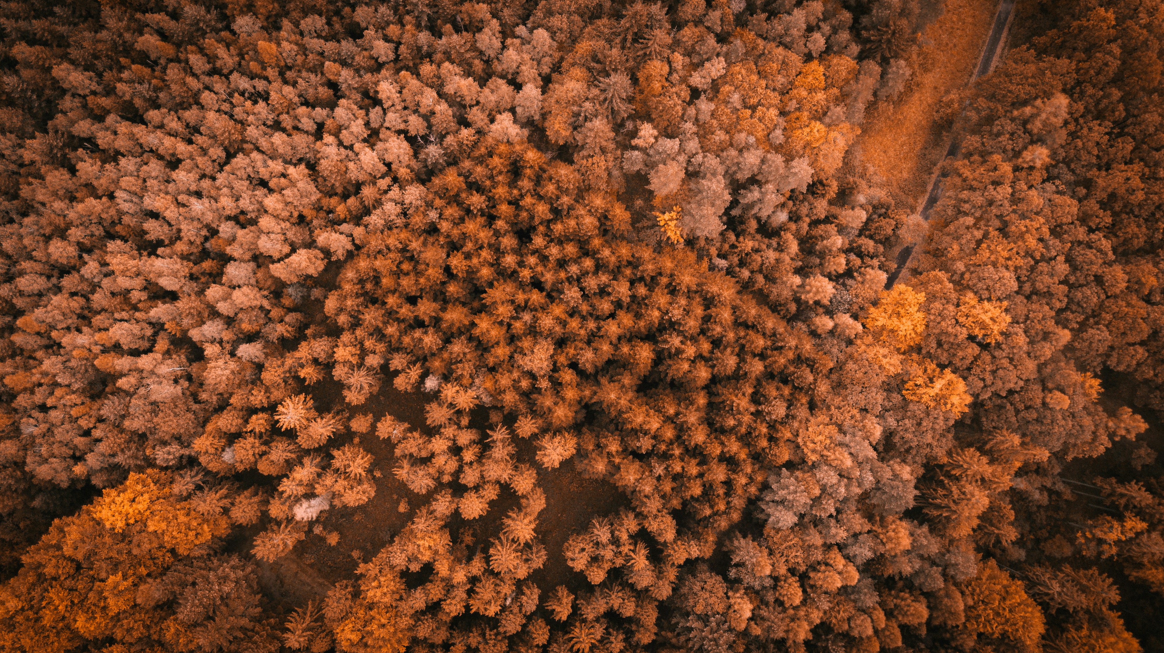 Brown Forest View Photos | Télécharger des images gratuites sur Unsplash